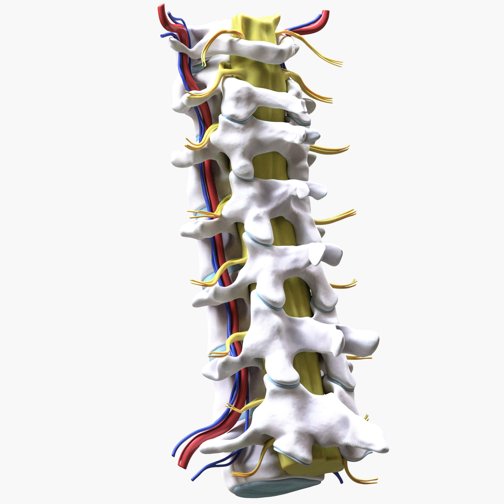 Cervical Spine Vertebrae Nerve - 3D Model by zames1992d