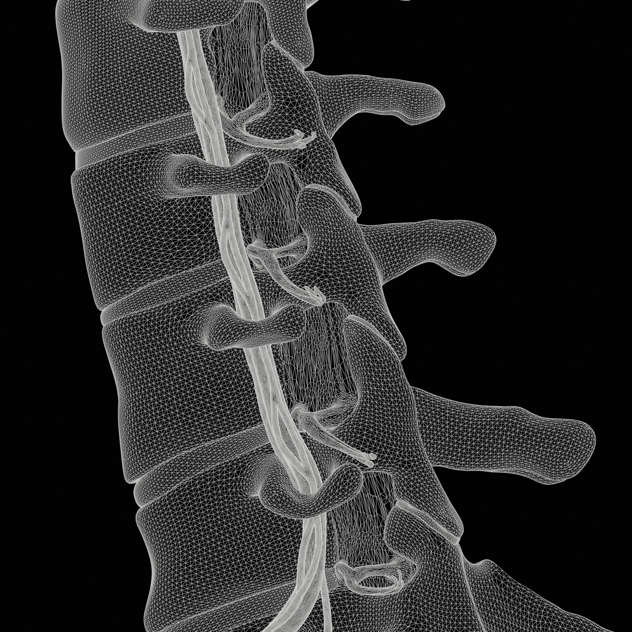 Cervical Spine Vertebrae Nerve - 3D Model by zames1992d