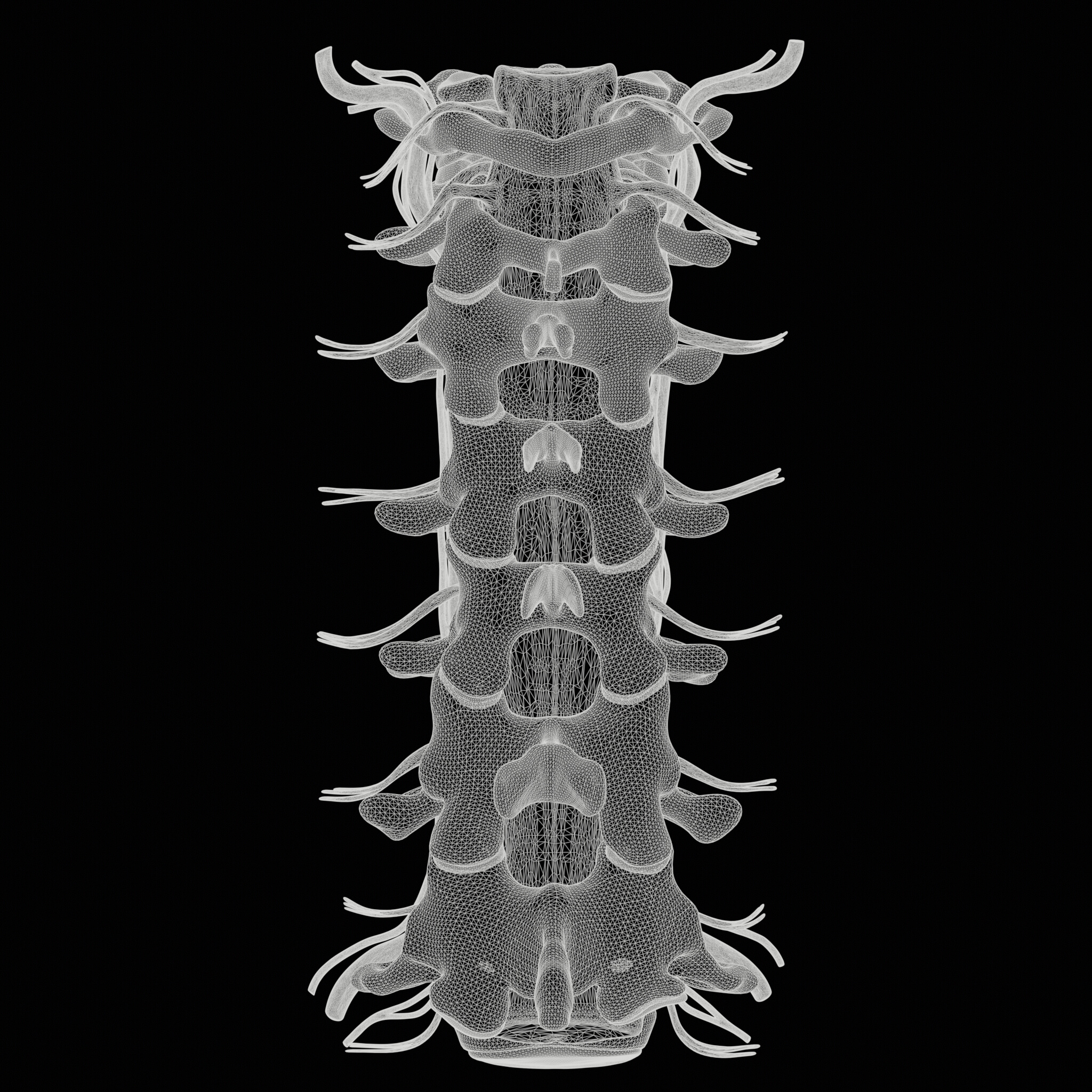 Cervical Spine Vertebrae Nerve 3d Model By Zames1992d 2625