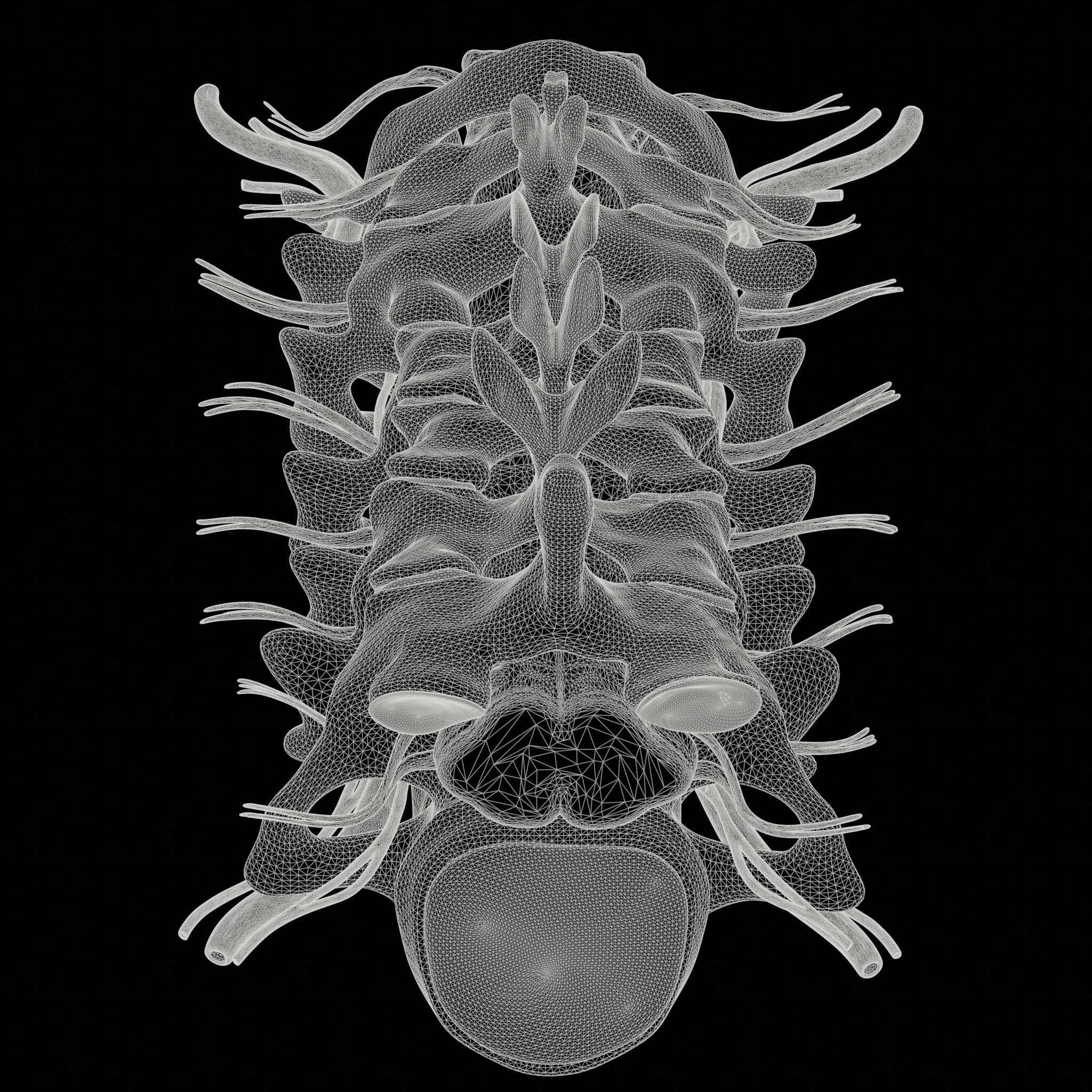 Cervical Spine Vertebrae Nerve - 3D Model by zames1992d