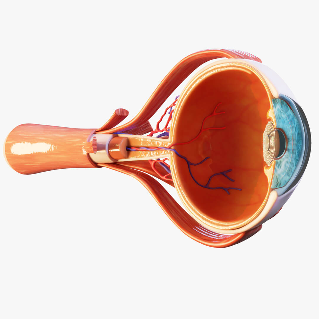 Cross Section Eye Anatomy - 3D Model by zames1992d