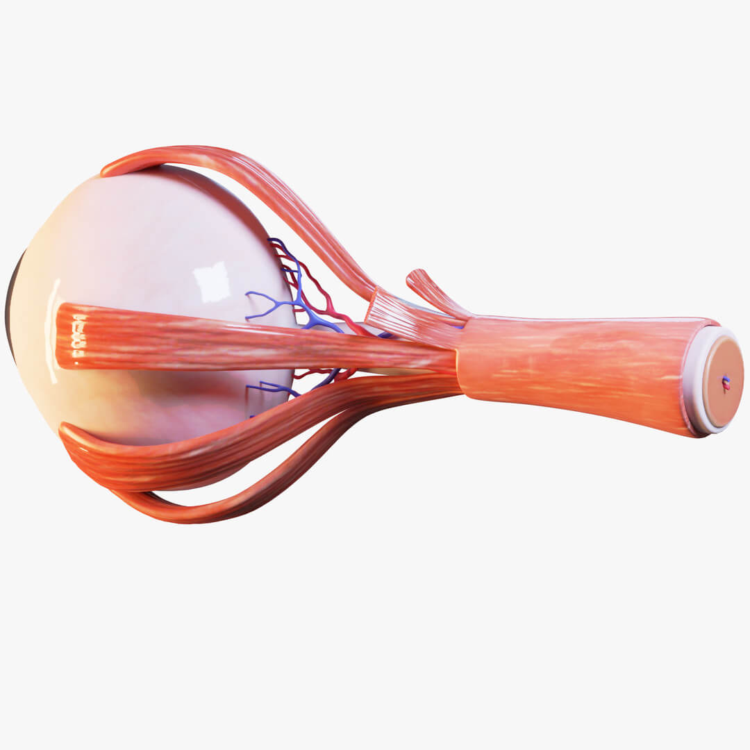 Cross Section Eye Anatomy - 3D Model by zames1992d