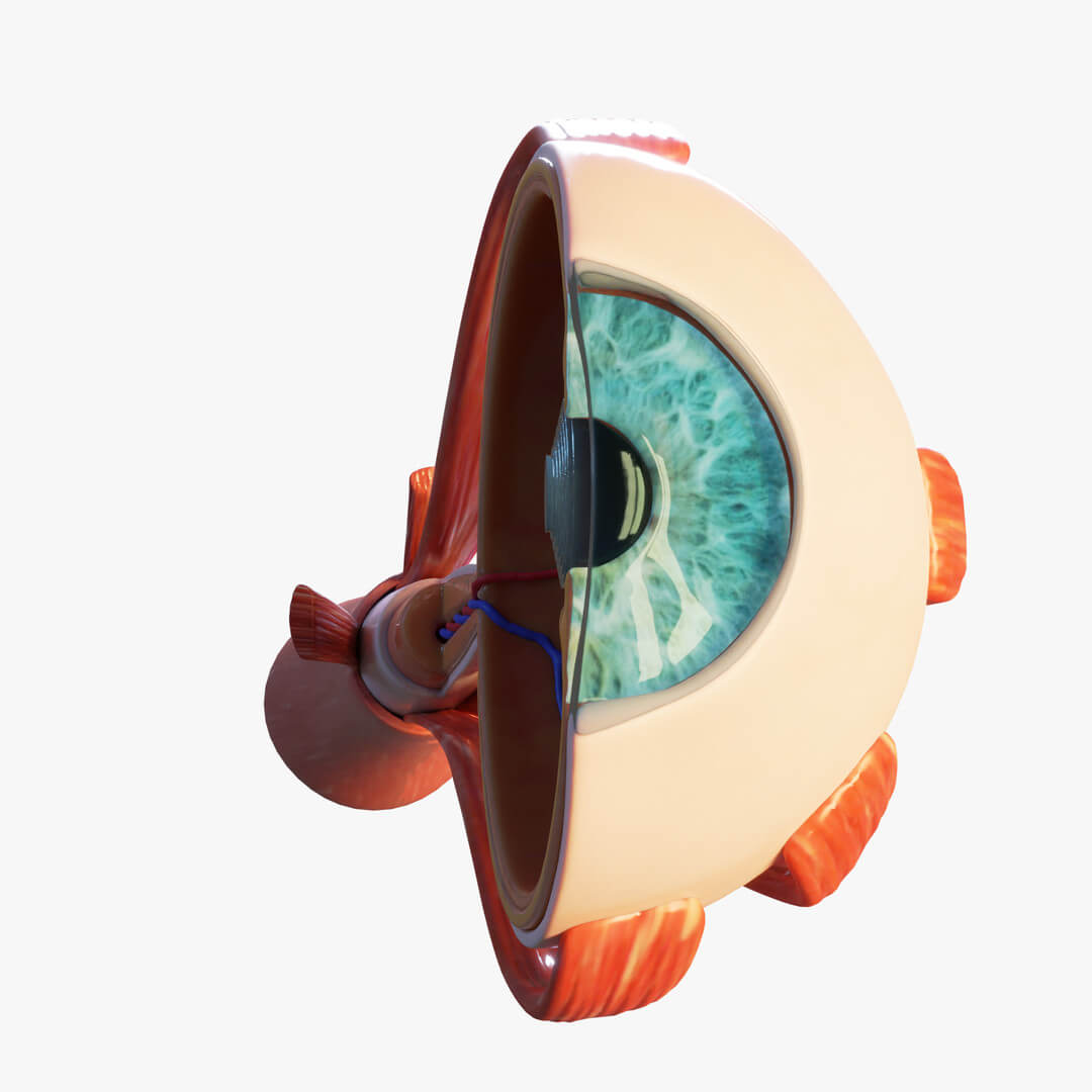 Cross Section Eye Anatomy - 3D Model by zames1992d