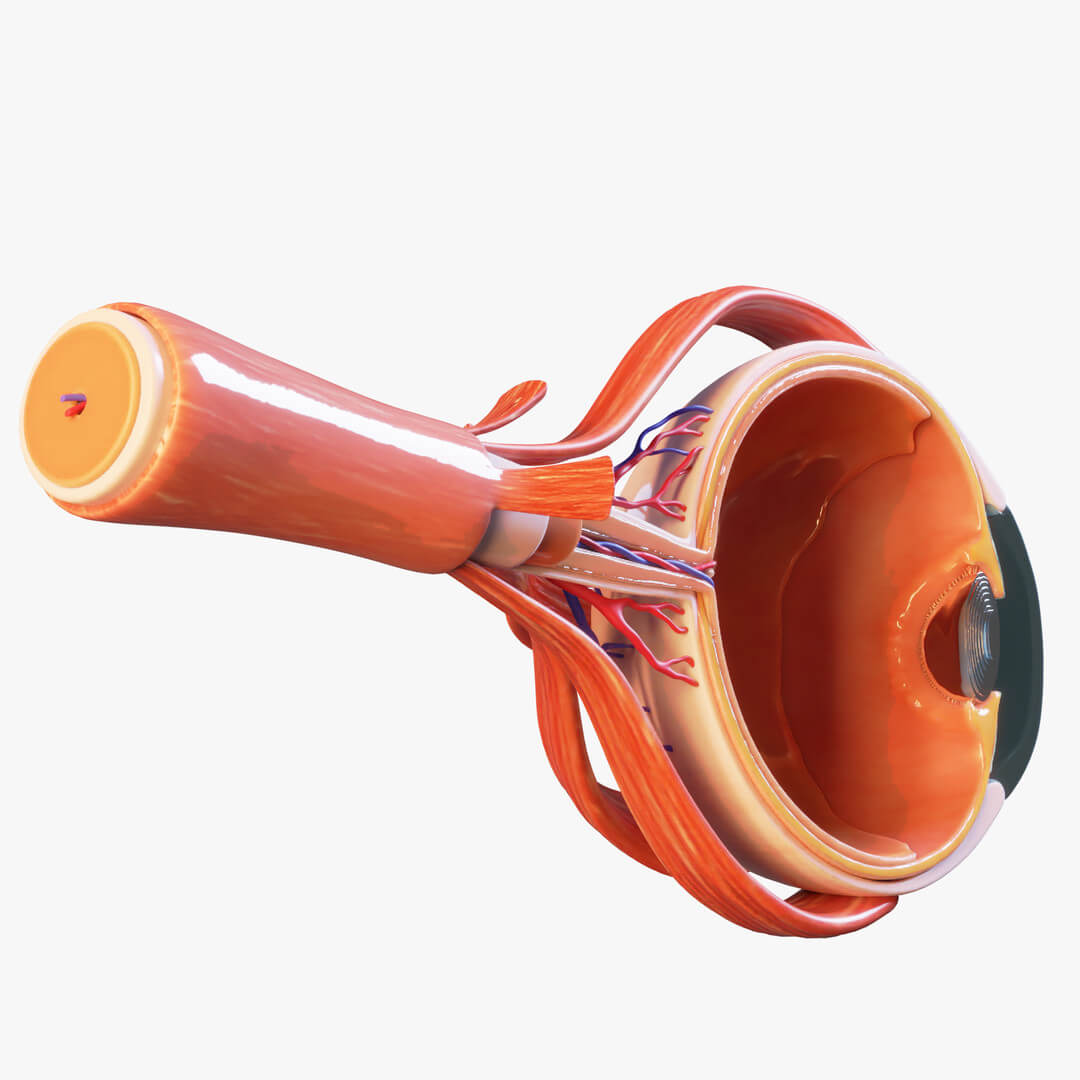 Cross Section Eye Anatomy - 3D Model by zames1992d
