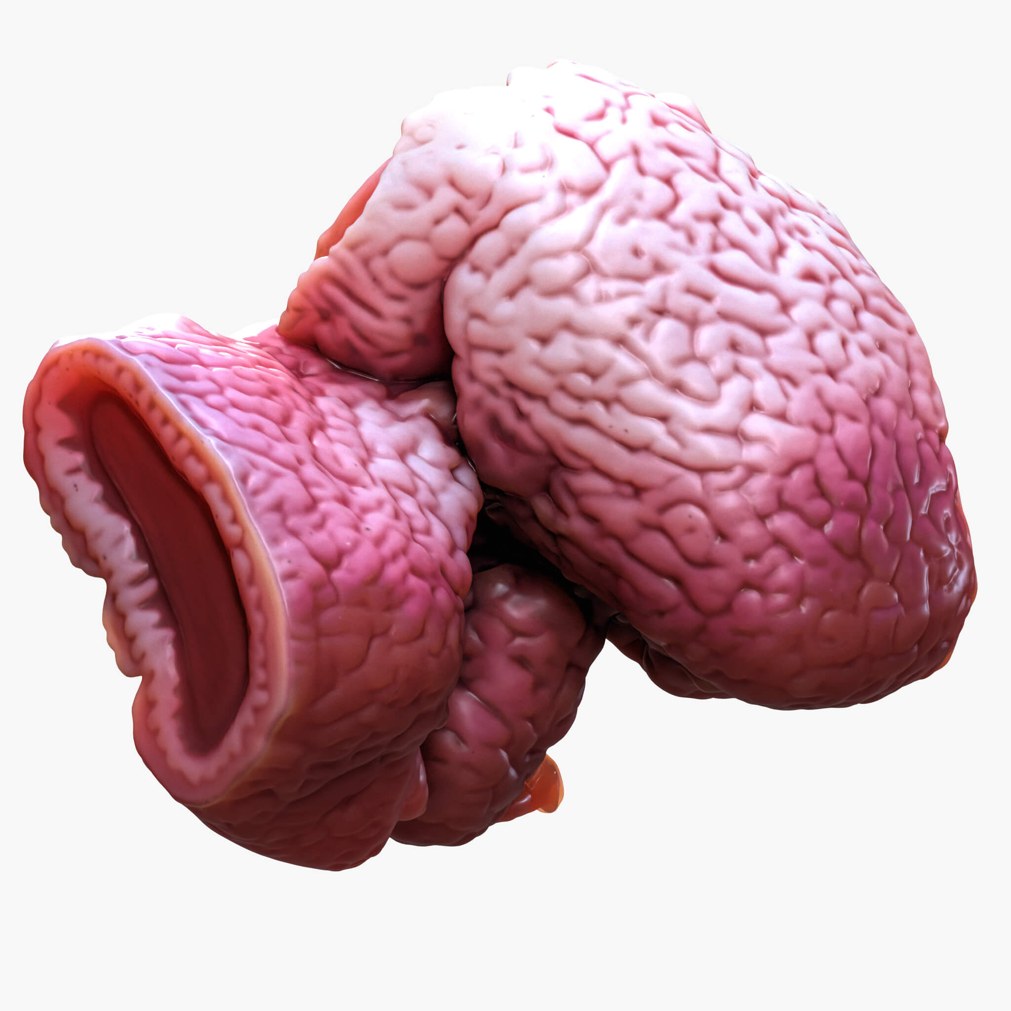 Cylindrical Epithelium of the Gallbladder - 3D Model by zames1992d