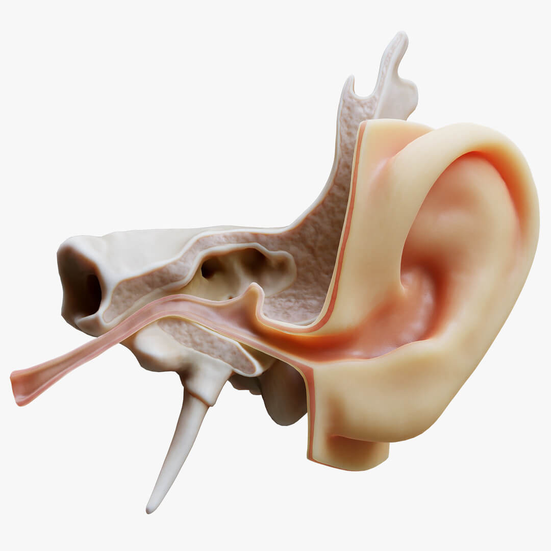 Ear Anatomy Structure Open - 3D Model by zames1992d