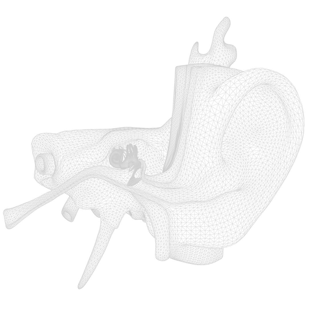 Ear Anatomy Structure Open - 3D Model by zames1992d