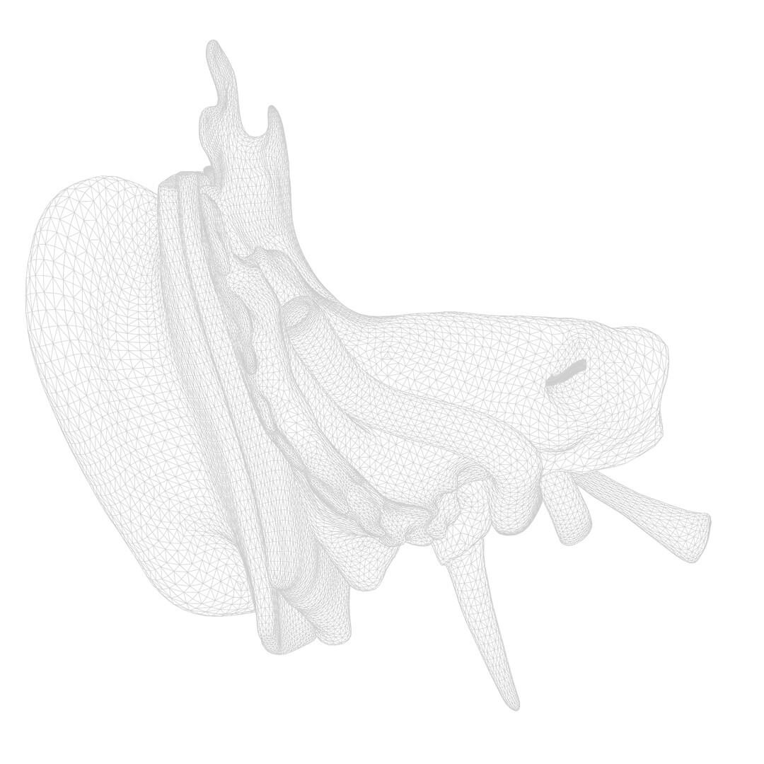 Ear Anatomy Structure Open - 3D Model by zames1992d