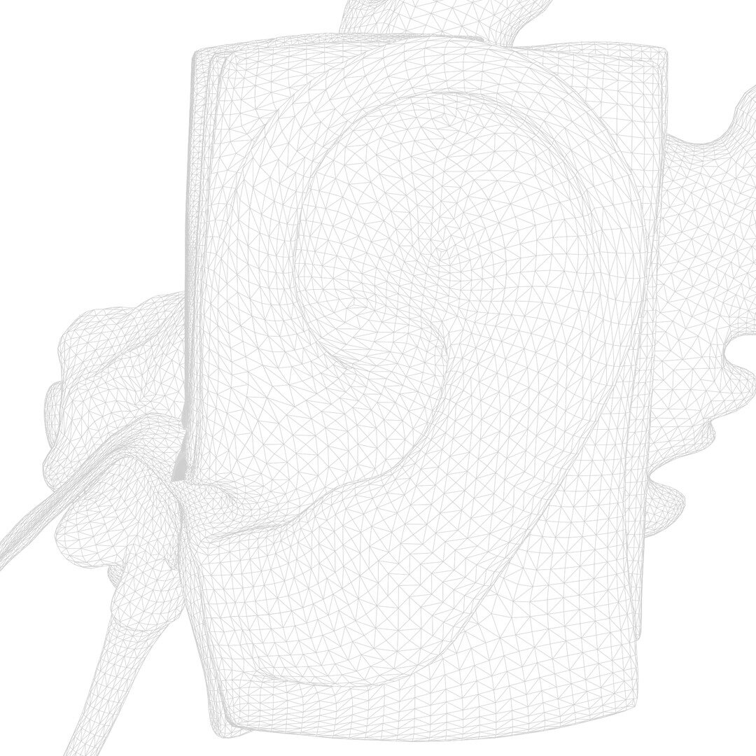 Ear Anatomy Structure Open - 3D Model by zames1992d