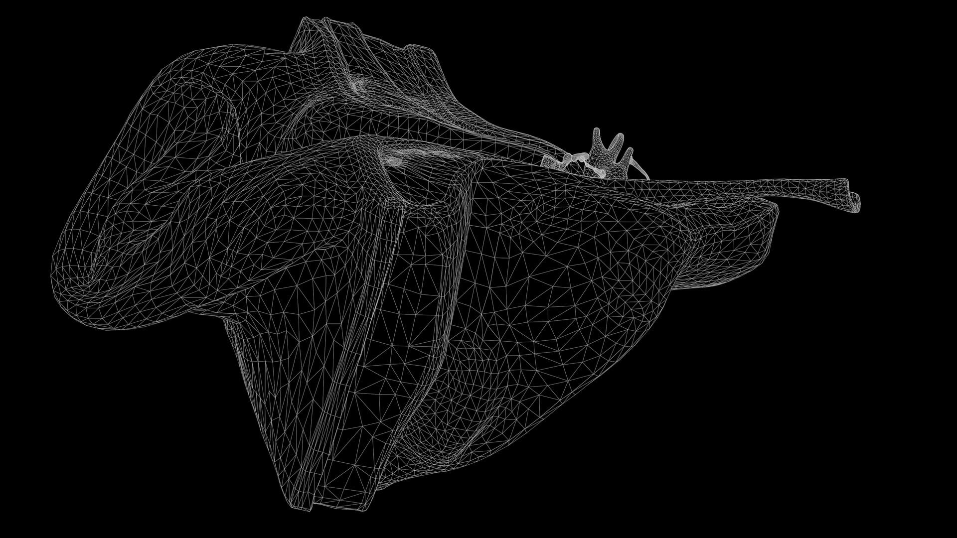 Ear Structure Anatomy Section - 3D Model by zames1992d