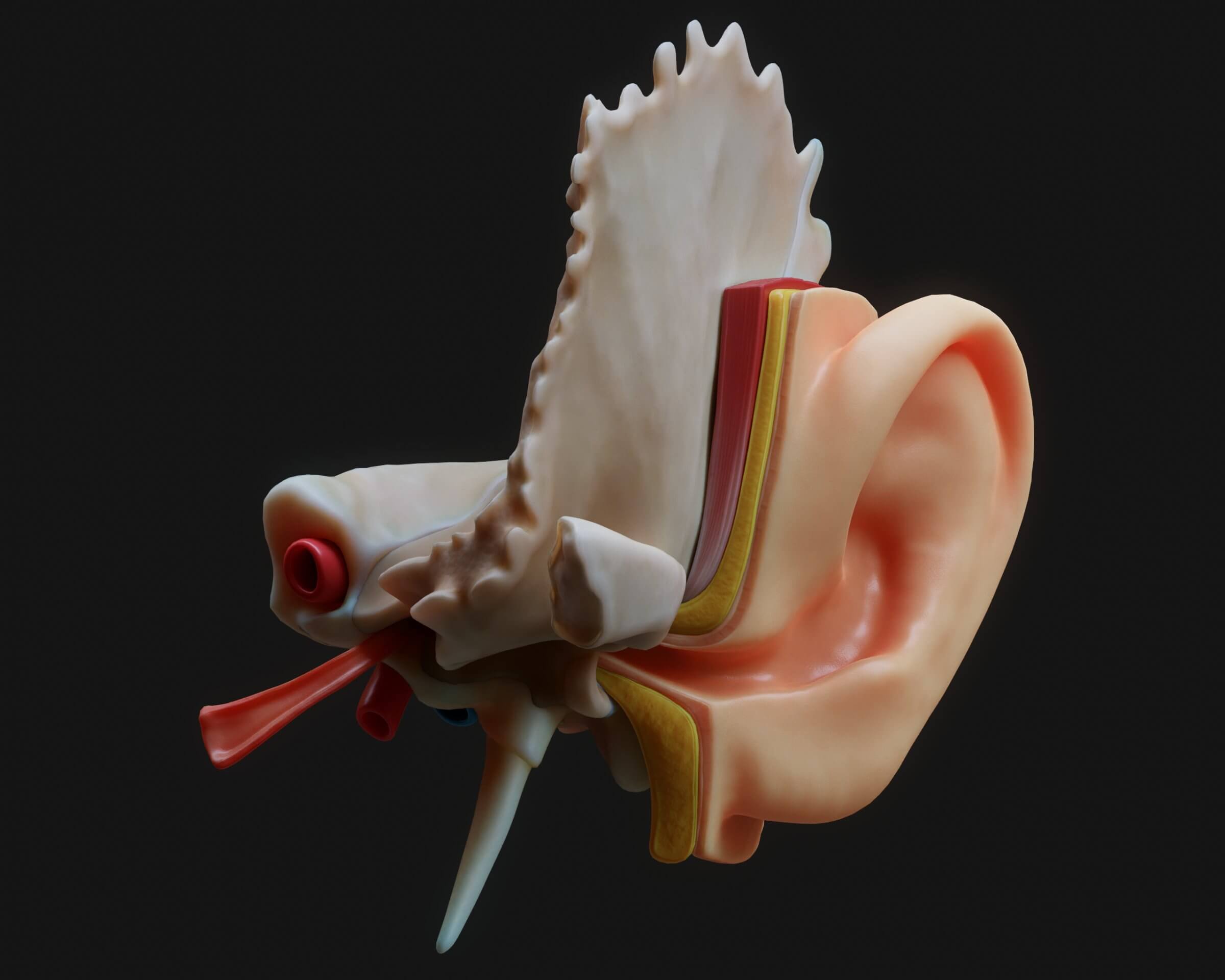 Ear Structure Anatomy Section - 3D Model by zames1992d