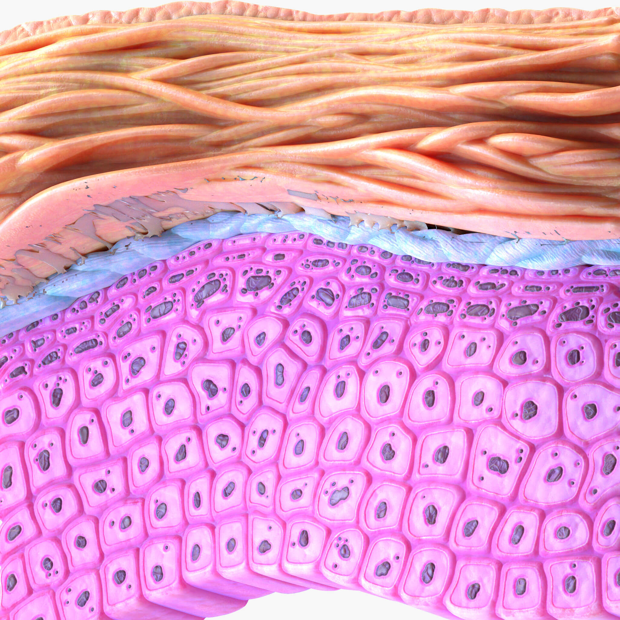 Epidermis Cross Section - 3D Model by zames1992d