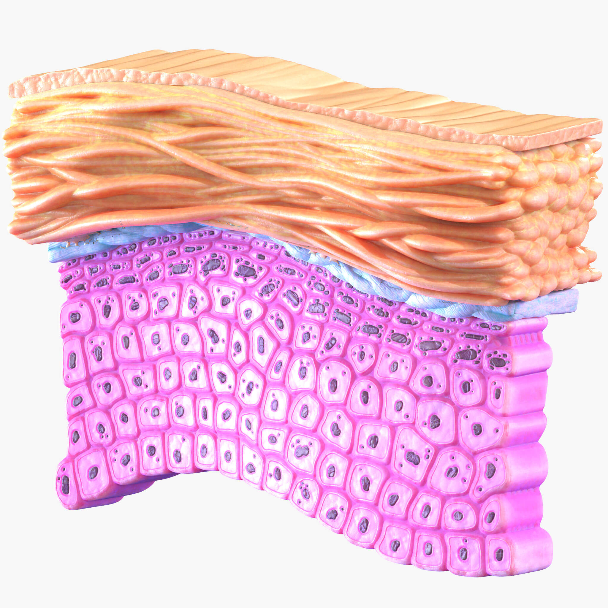 Epidermis Cross Section - 3D Model by zames1992d