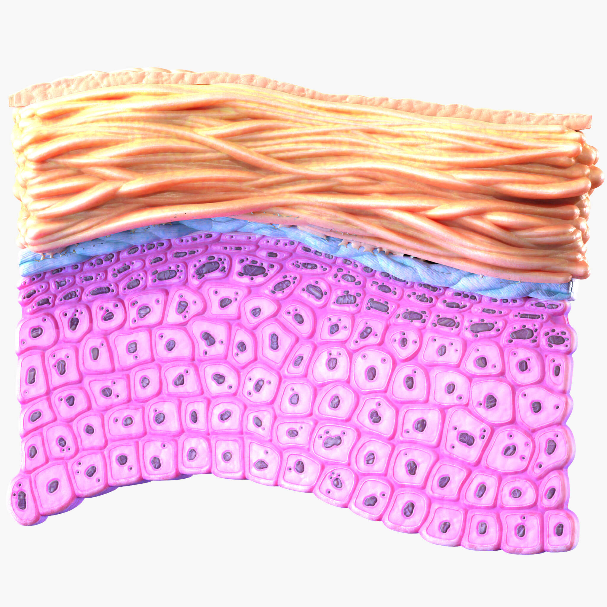 Epidermis Cross Section - 3D Model by zames1992d