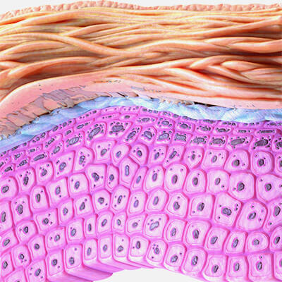 Epidermis Cross Section - 3D Model by zames1992d