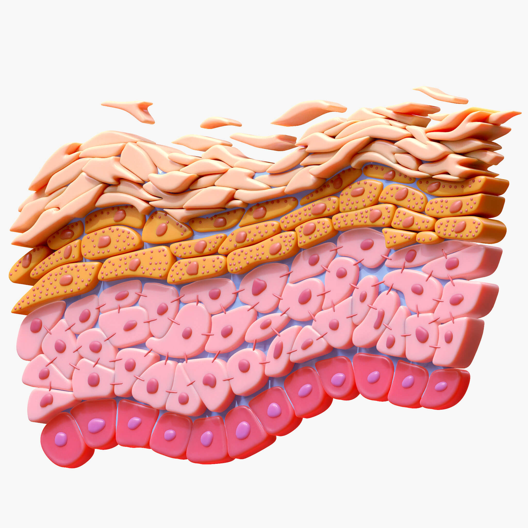 Epidermis Cross Section - 3D Model by zames1992d
