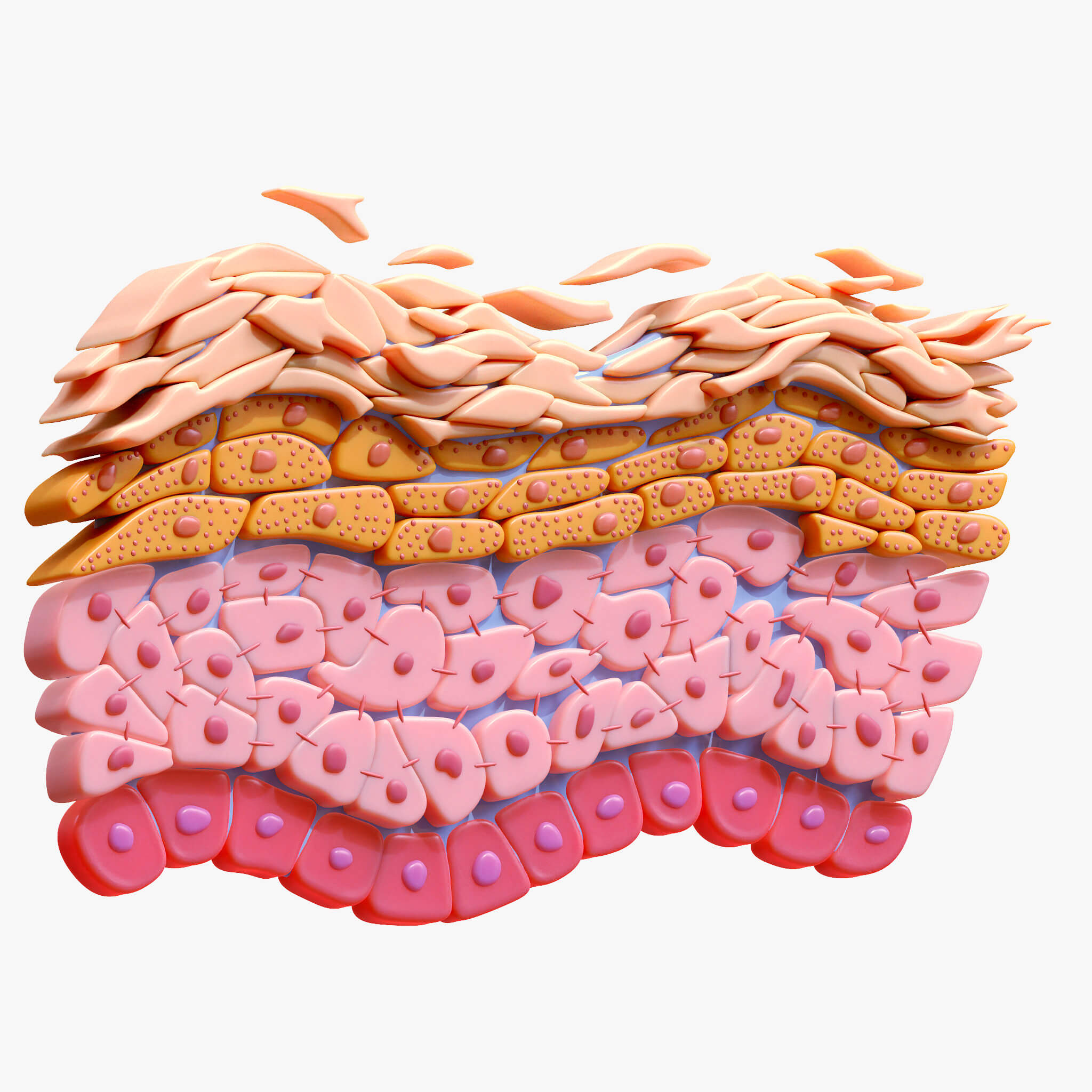 Epidermis Cross Section - 3D Model by zames1992d