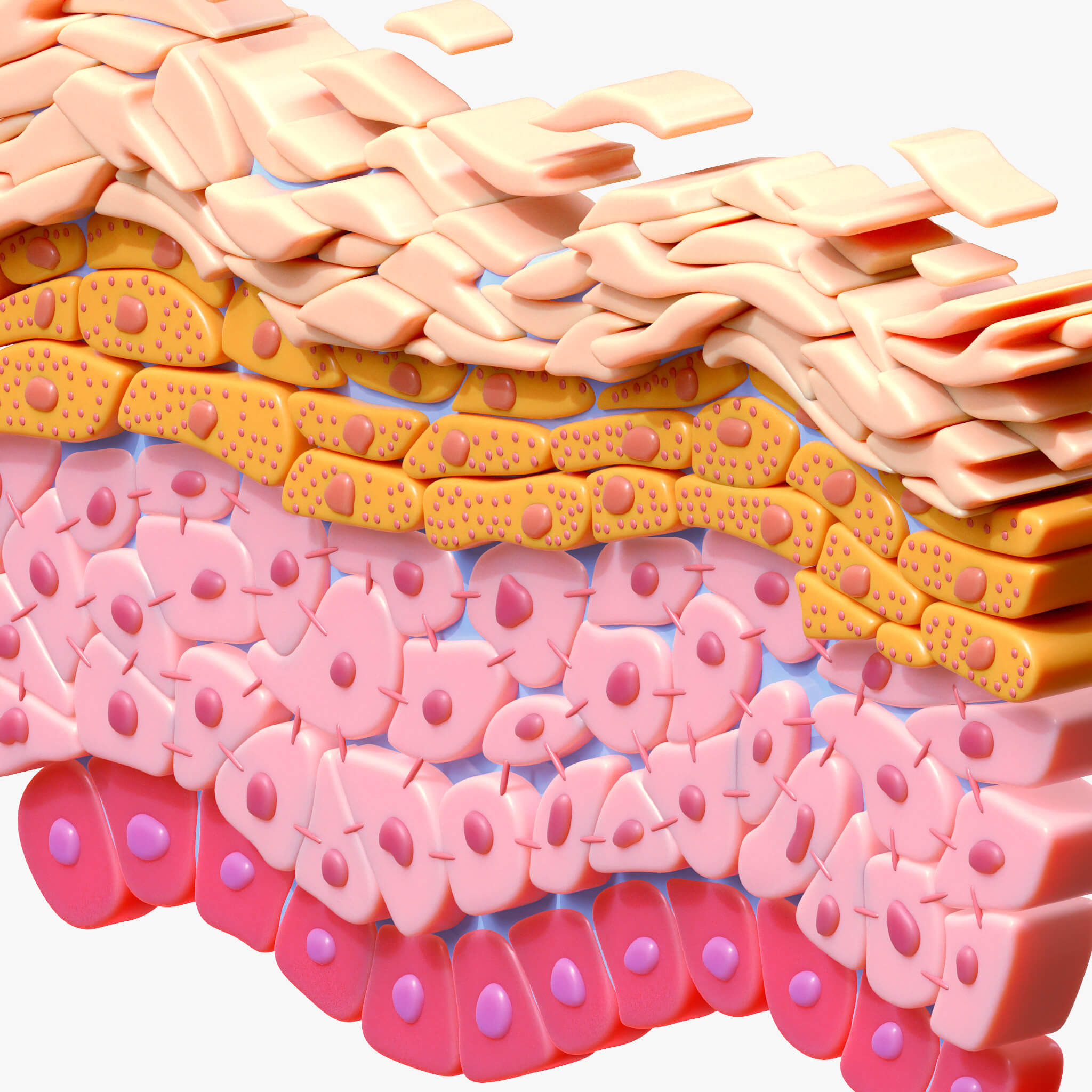 Epidermis Cross Section - 3D Model by zames1992d