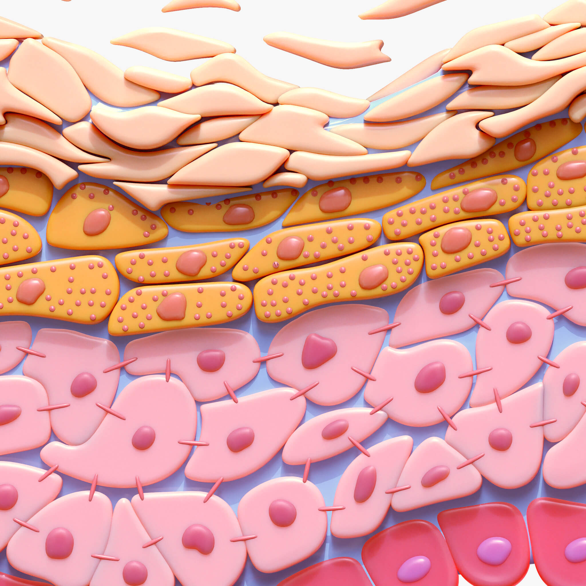 Epidermis Cross Section - 3D Model by zames1992d