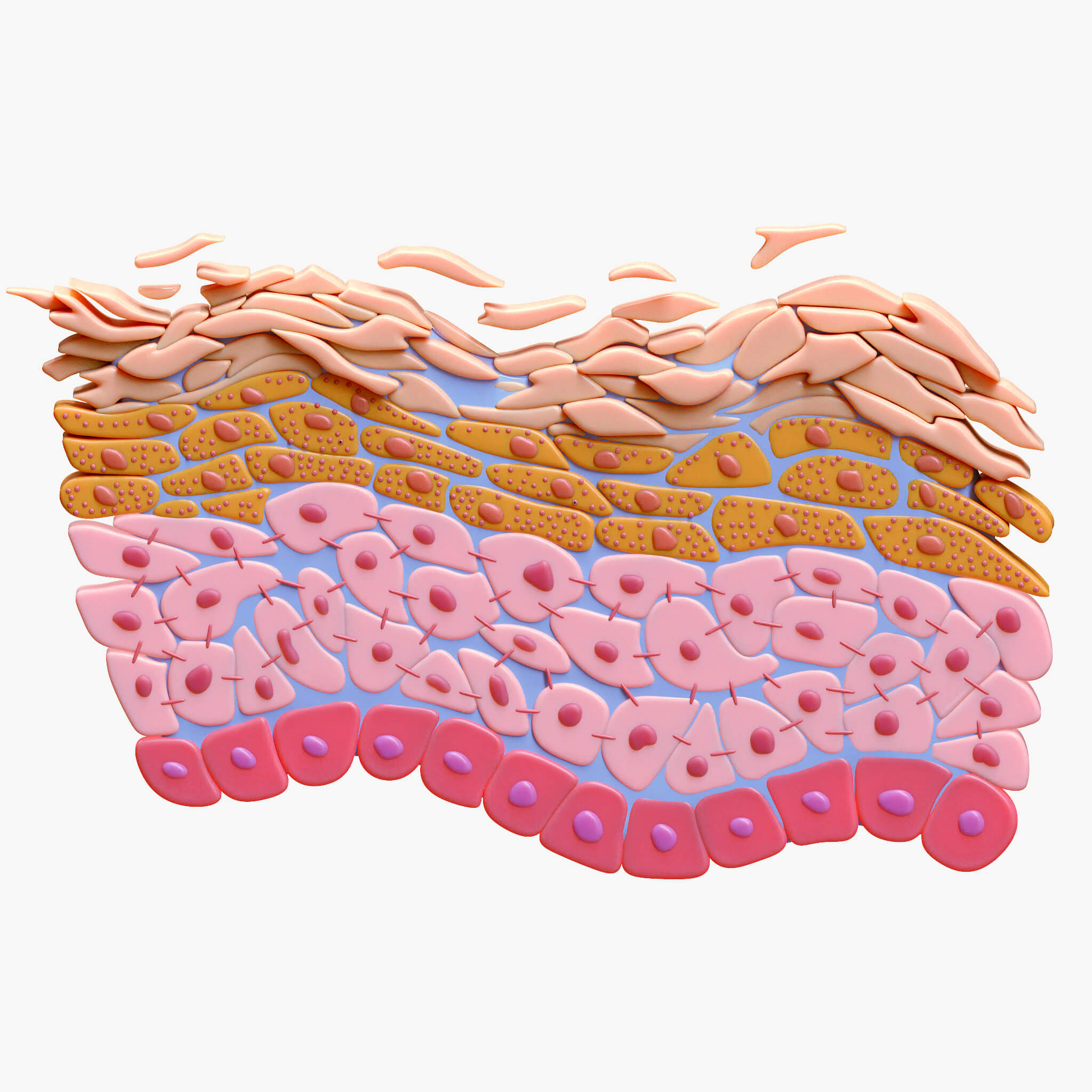 Epidermis Cross Section - 3D Model by zames1992d