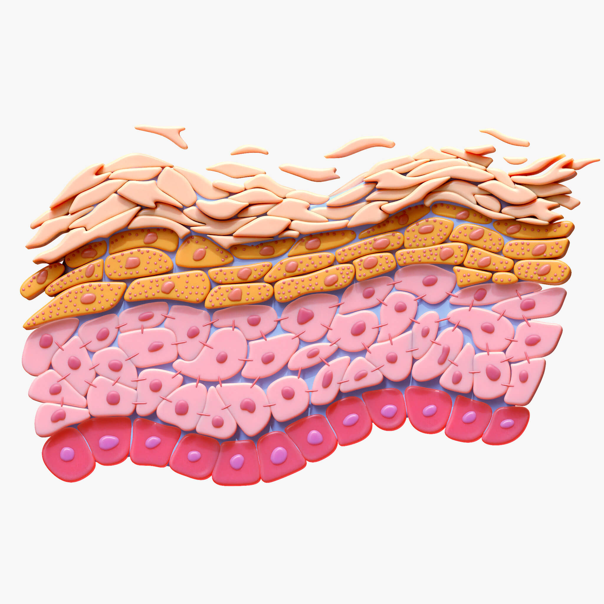 Epidermis Cross Section - 3D Model by zames1992d