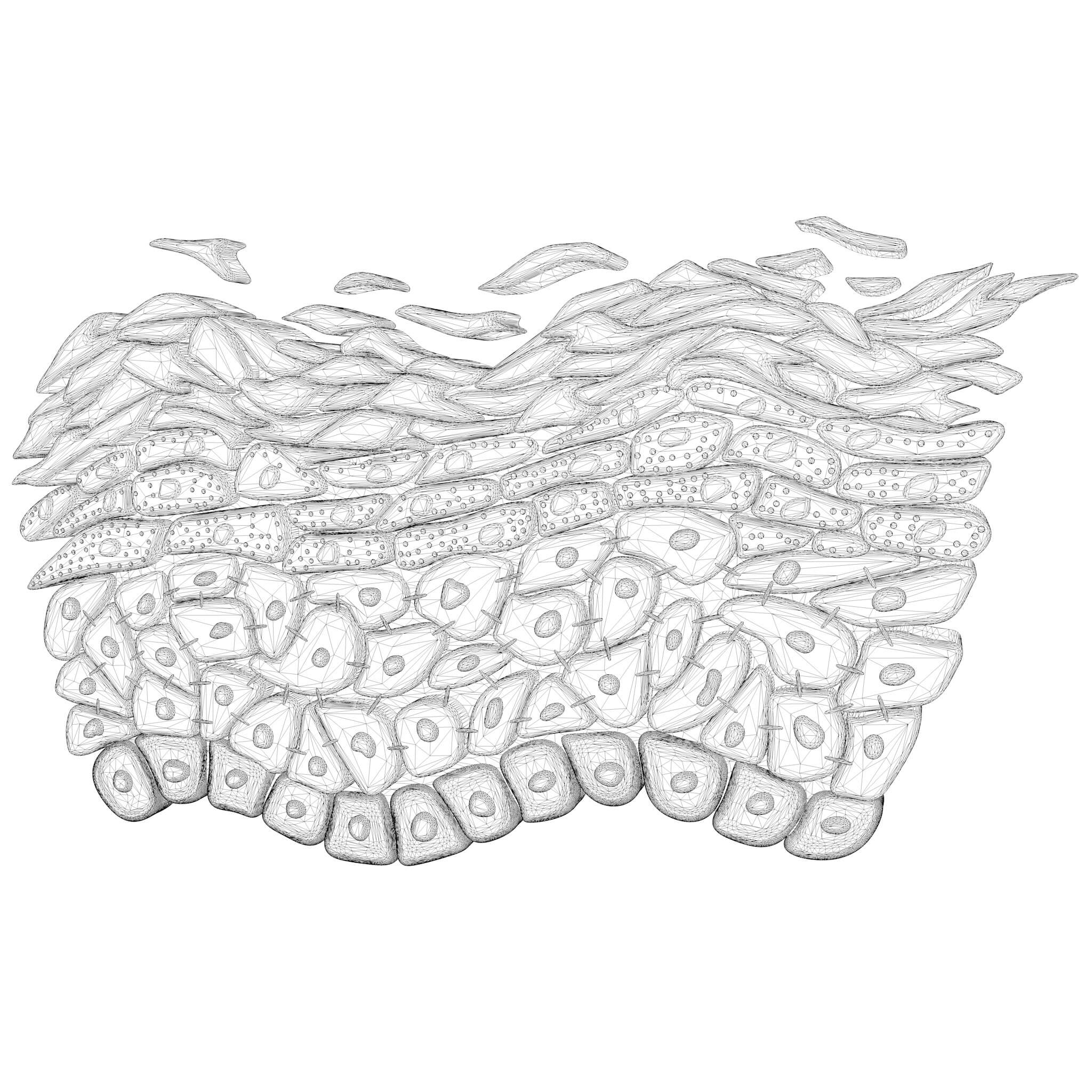 Epidermis Cross Section - 3D Model by zames1992d