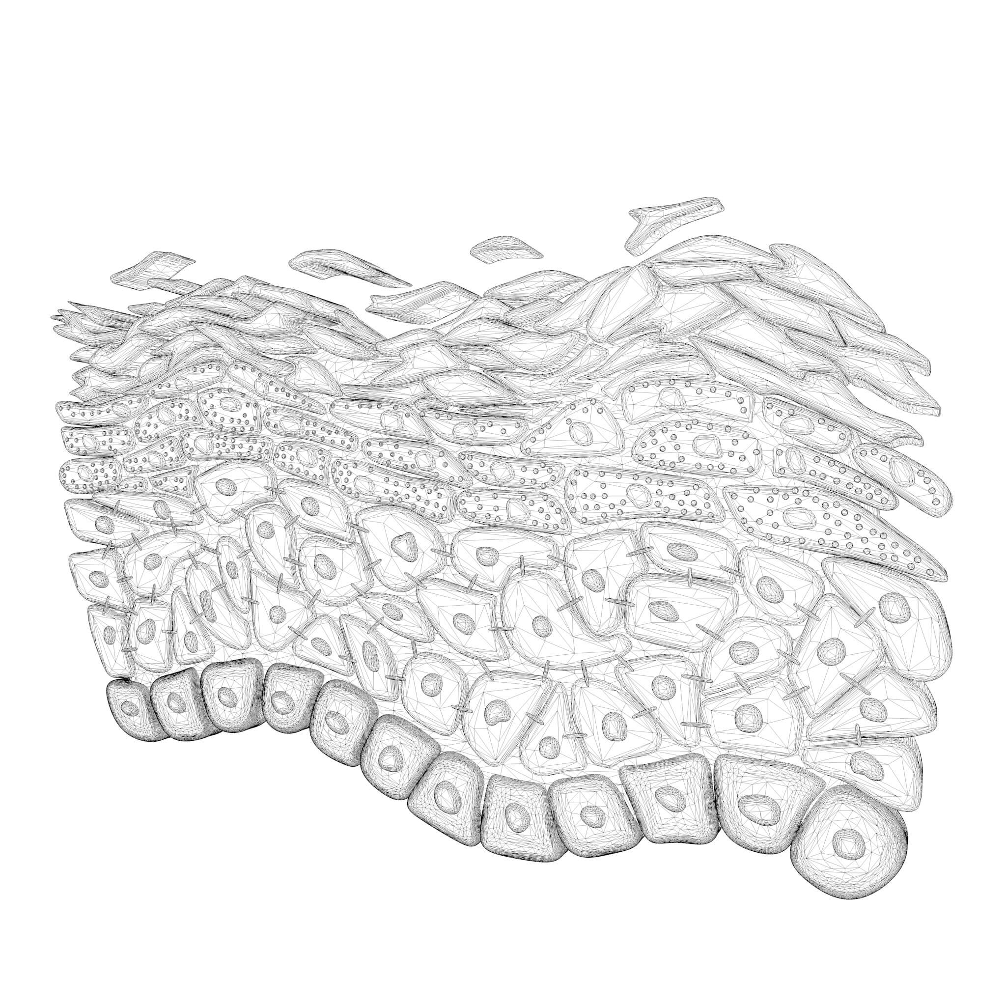 Epidermis Cross Section - 3D Model by zames1992d