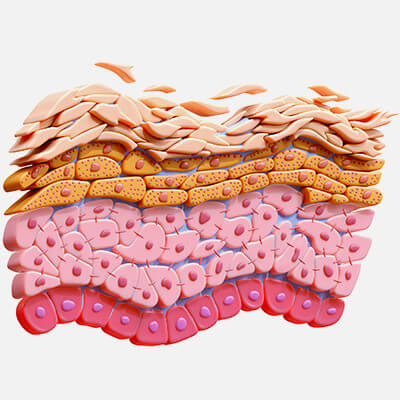 Epidermis Cross Section - 3D Model by zames1992d