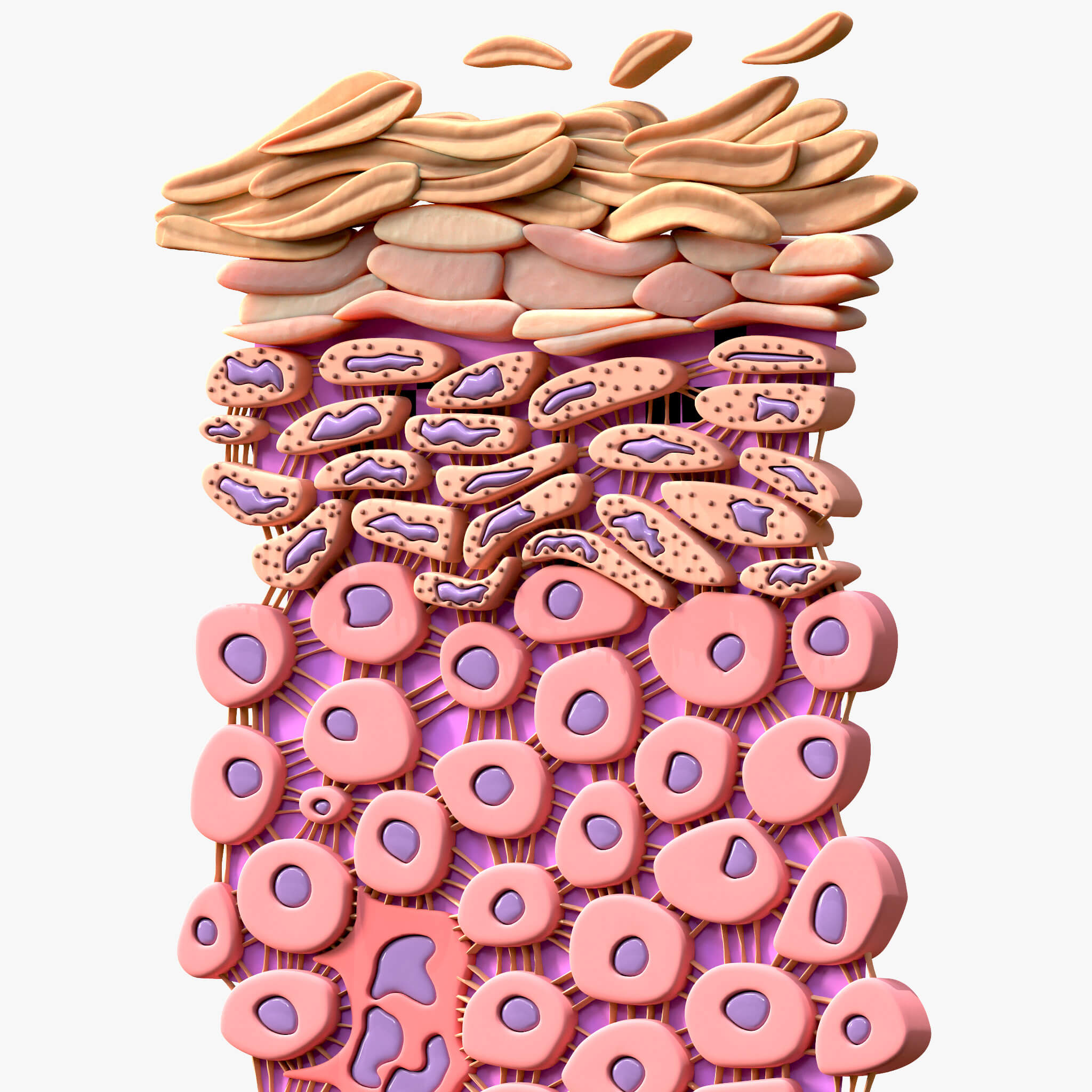 Epidermis Cross Section - 3D Model by zames1992d