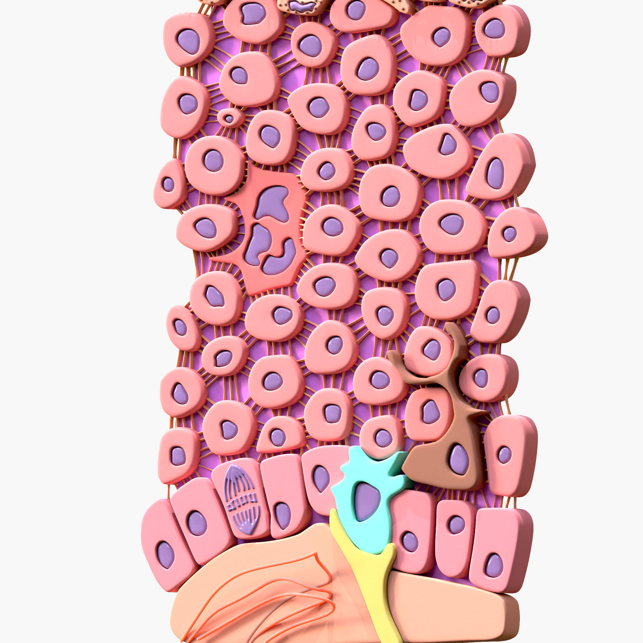 Epidermis Cross Section - 3D Model by zames1992d