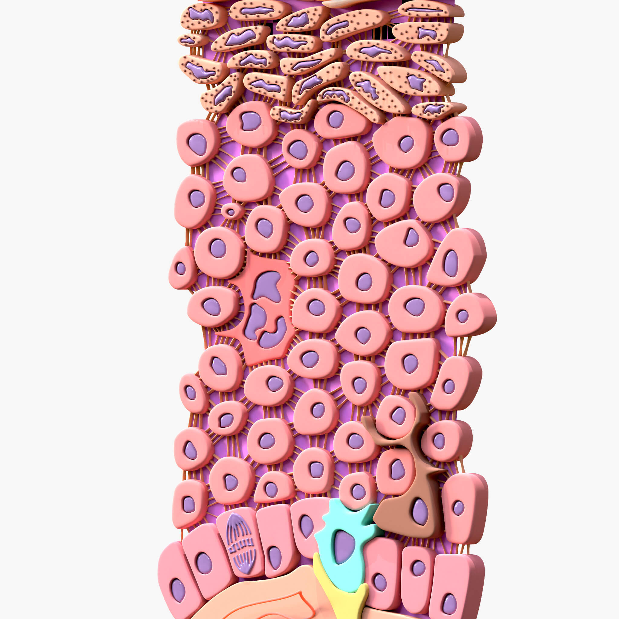 Epidermis Cross Section - 3D Model by zames1992d