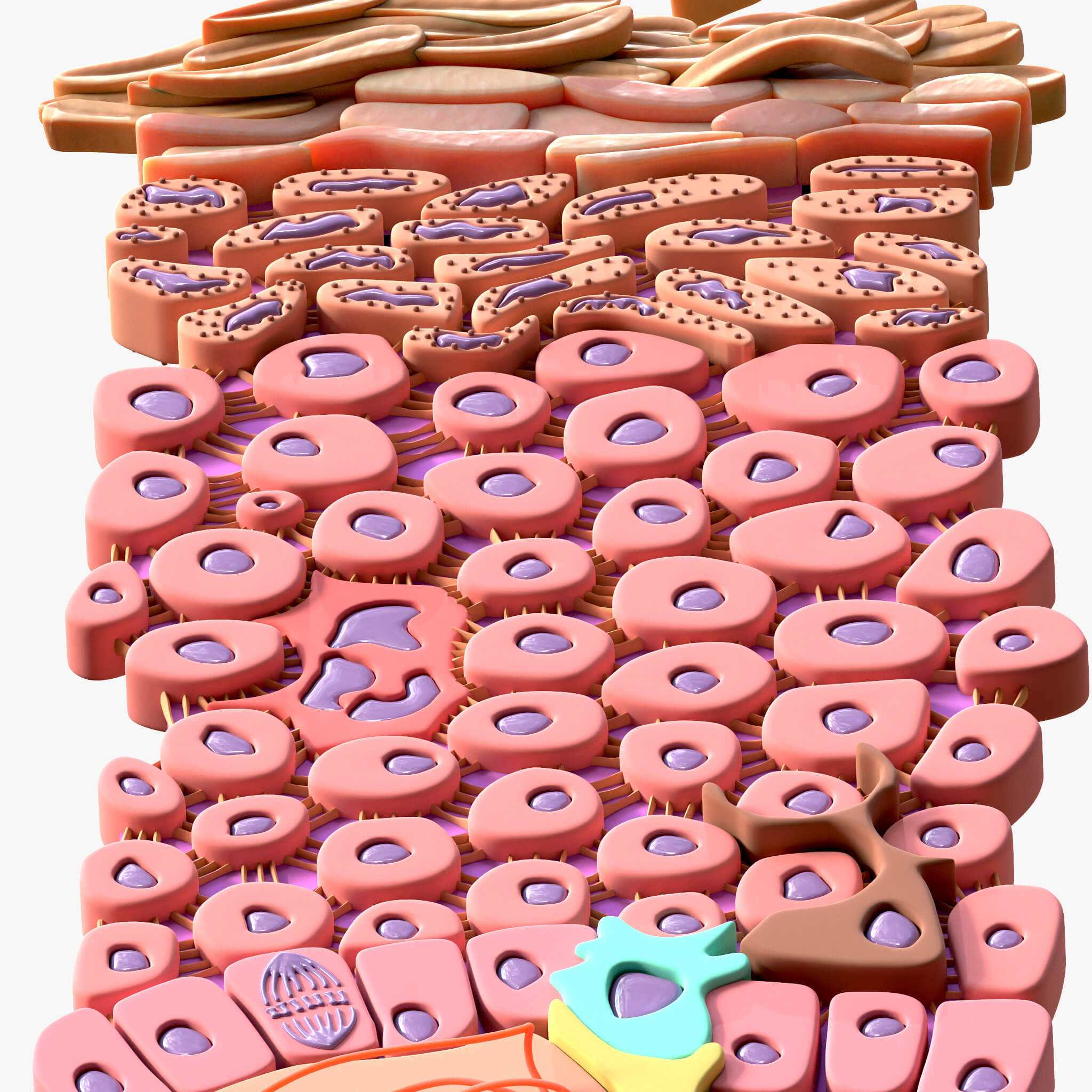 Epidermis Cross Section - 3D Model by zames1992d