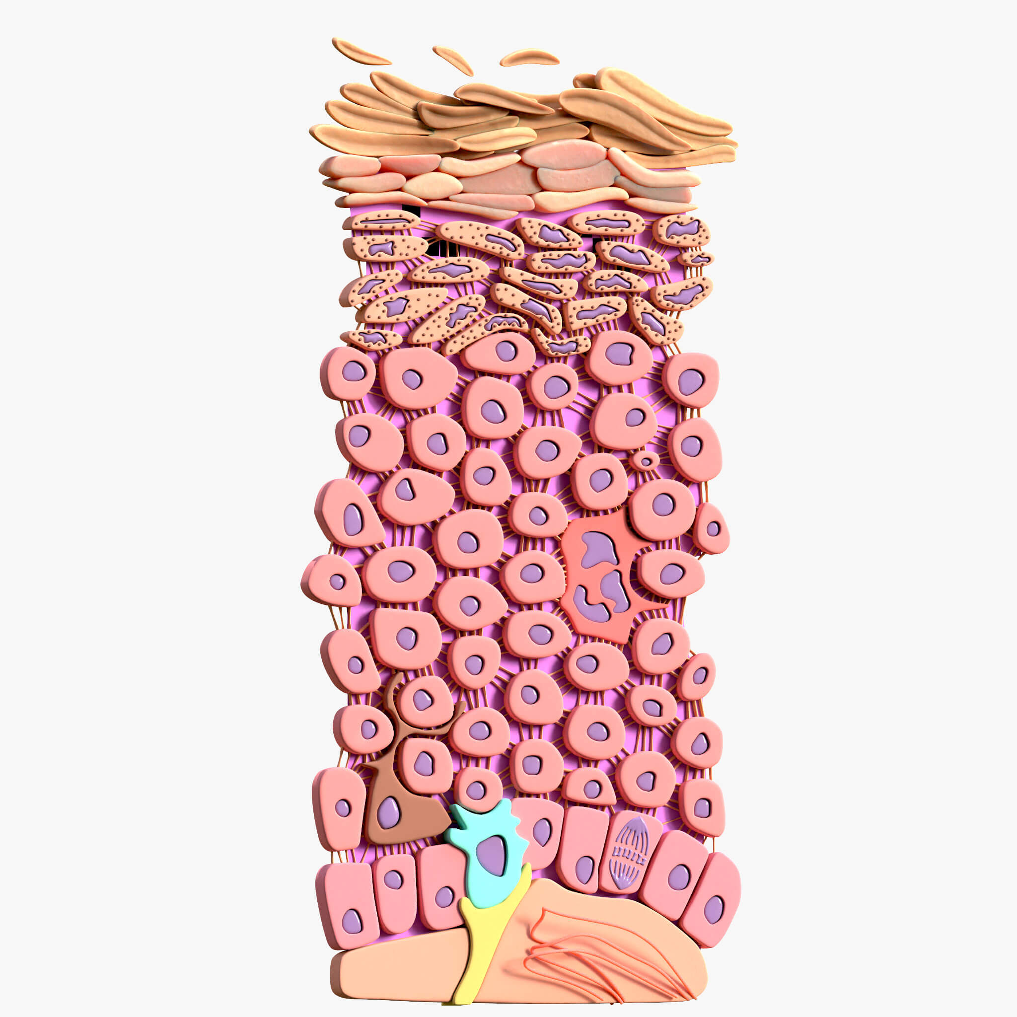 Epidermis Cross Section - 3D Model by zames1992d
