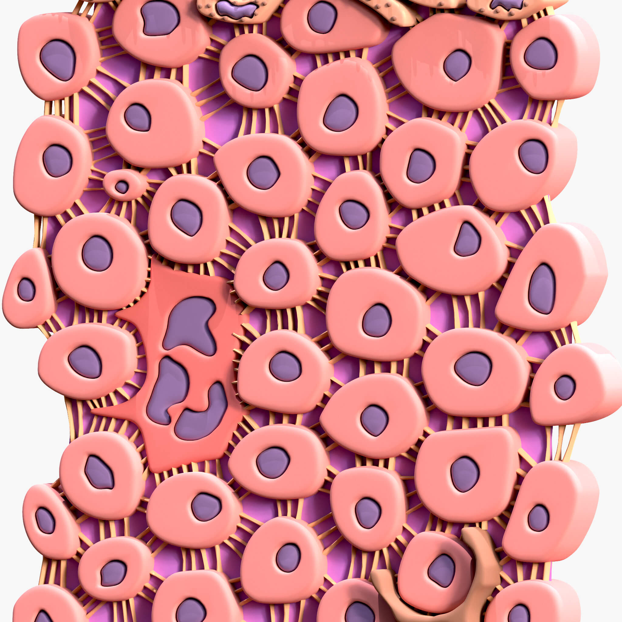 Epidermis Cross Section - 3D Model by zames1992d