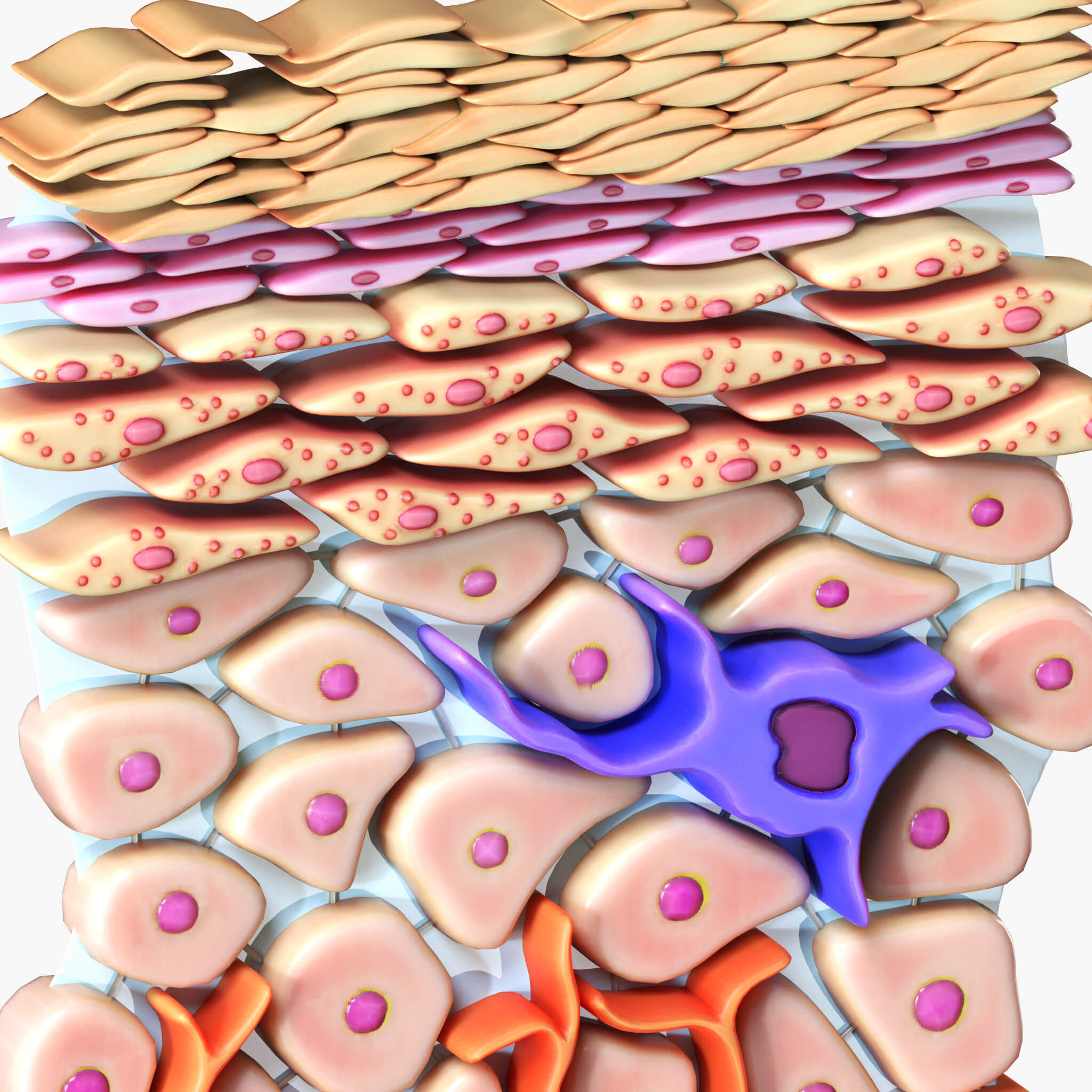 Epidermis Cross Section - 3D Model by zames1992d