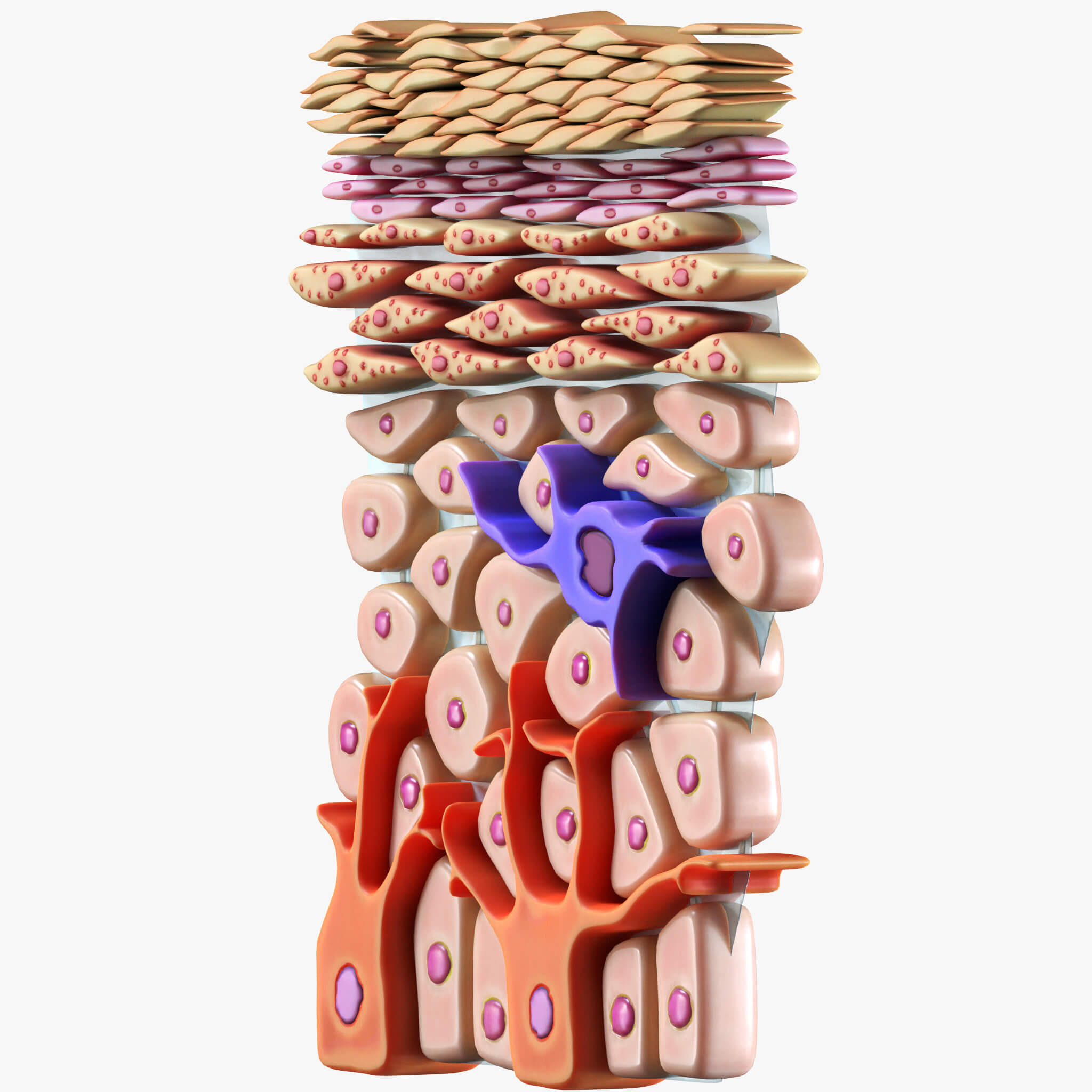Epidermis Cross Section - 3D Model by zames1992d