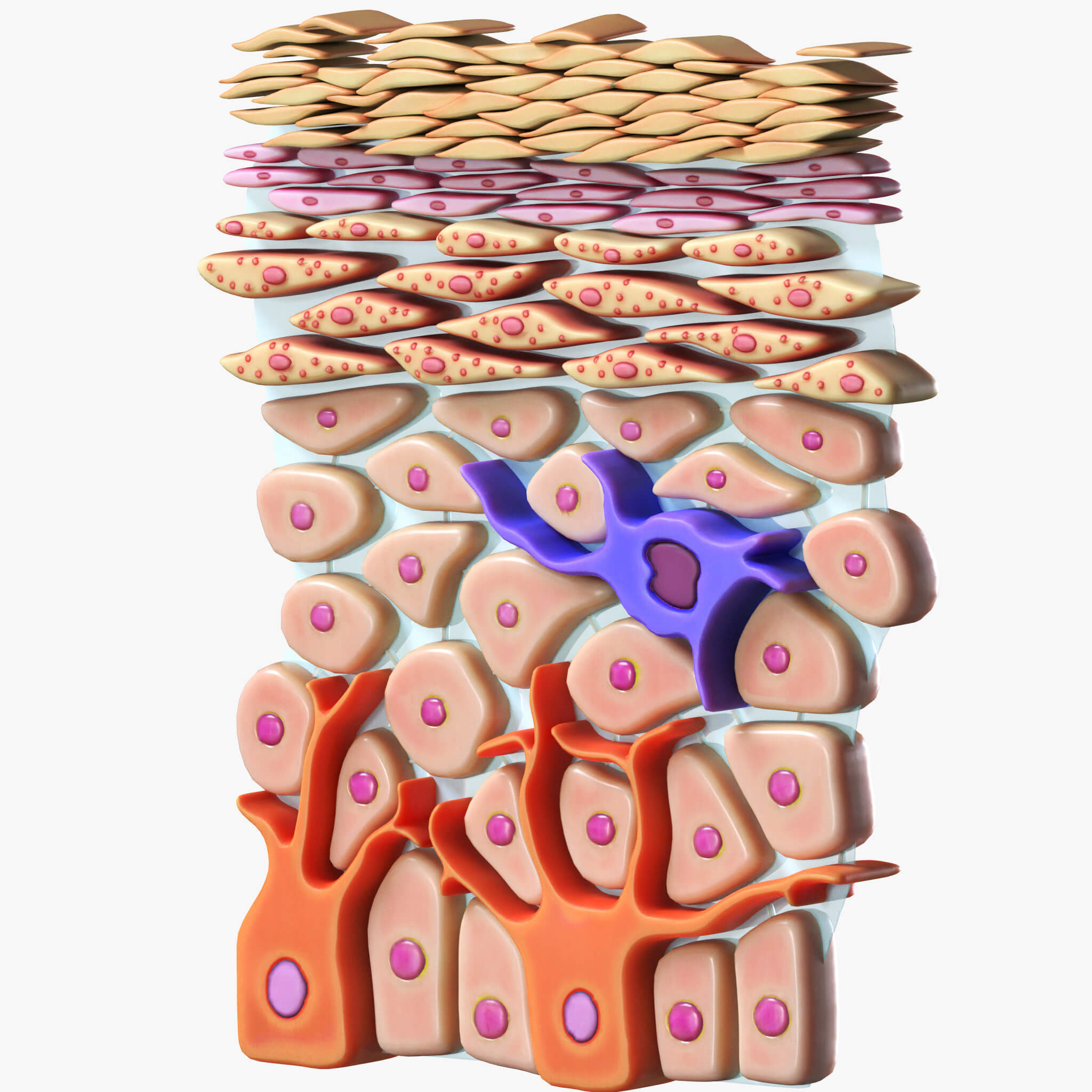 Epidermis Cross Section - 3D Model by zames1992d