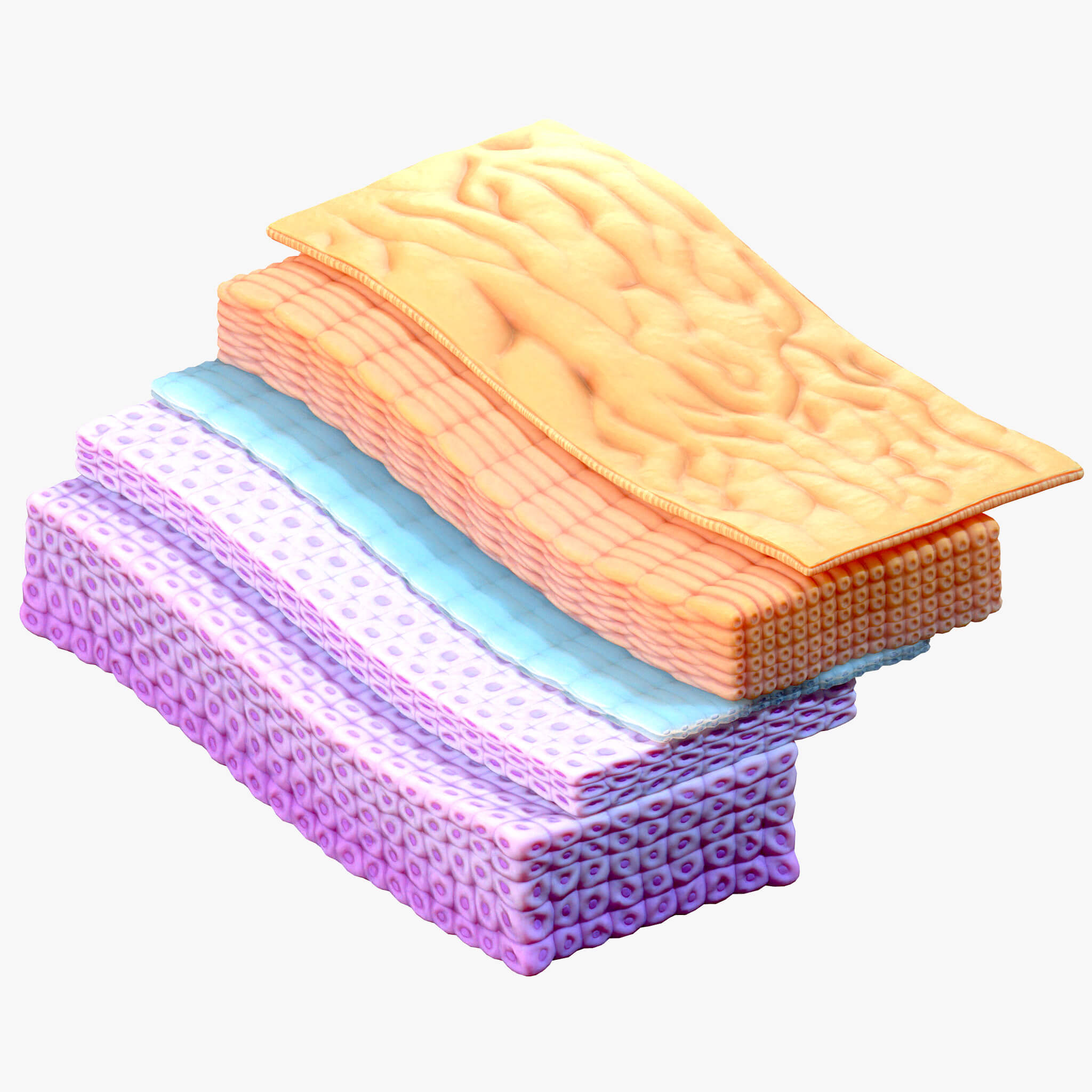 Epidermis Cross Section - 3D Model by zames1992d