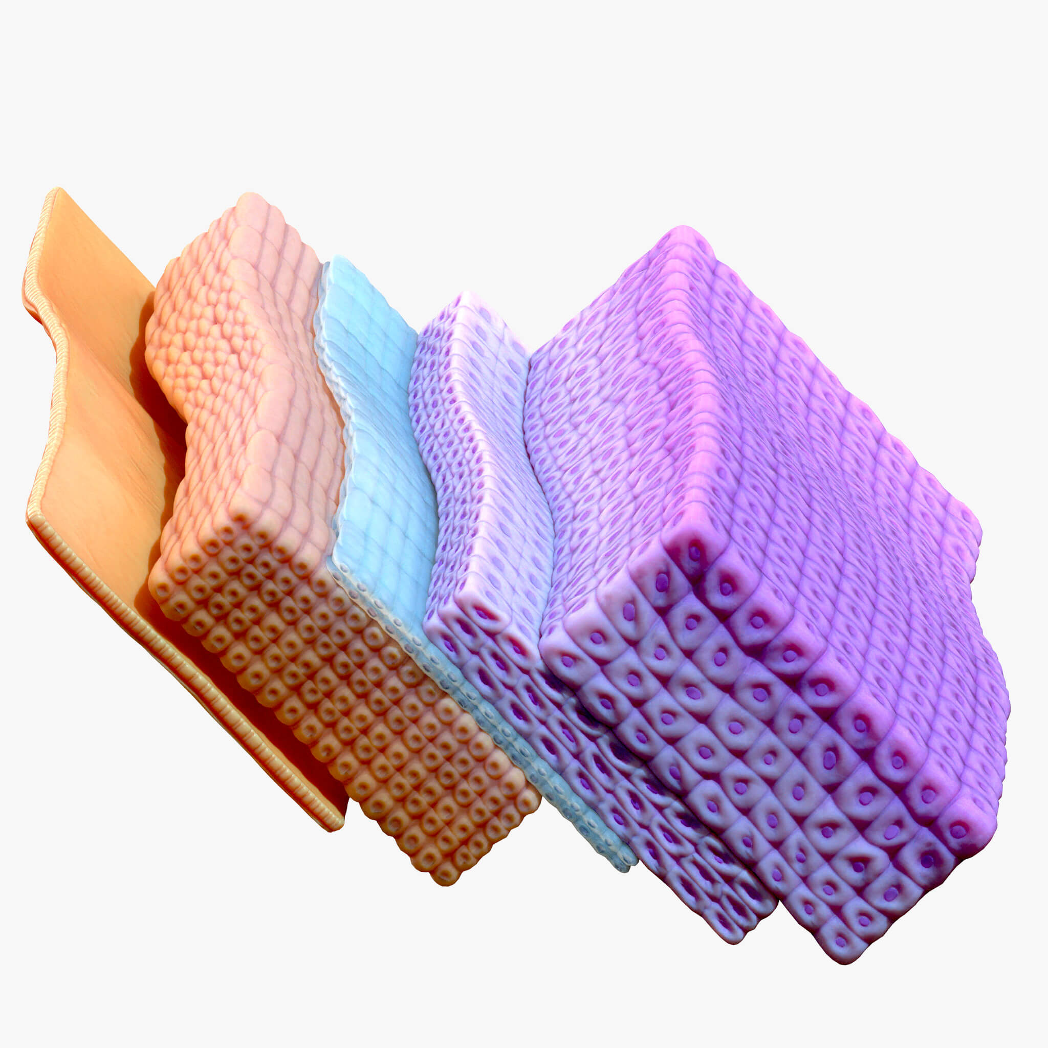 Epidermis Cross Section - 3D Model by zames1992d