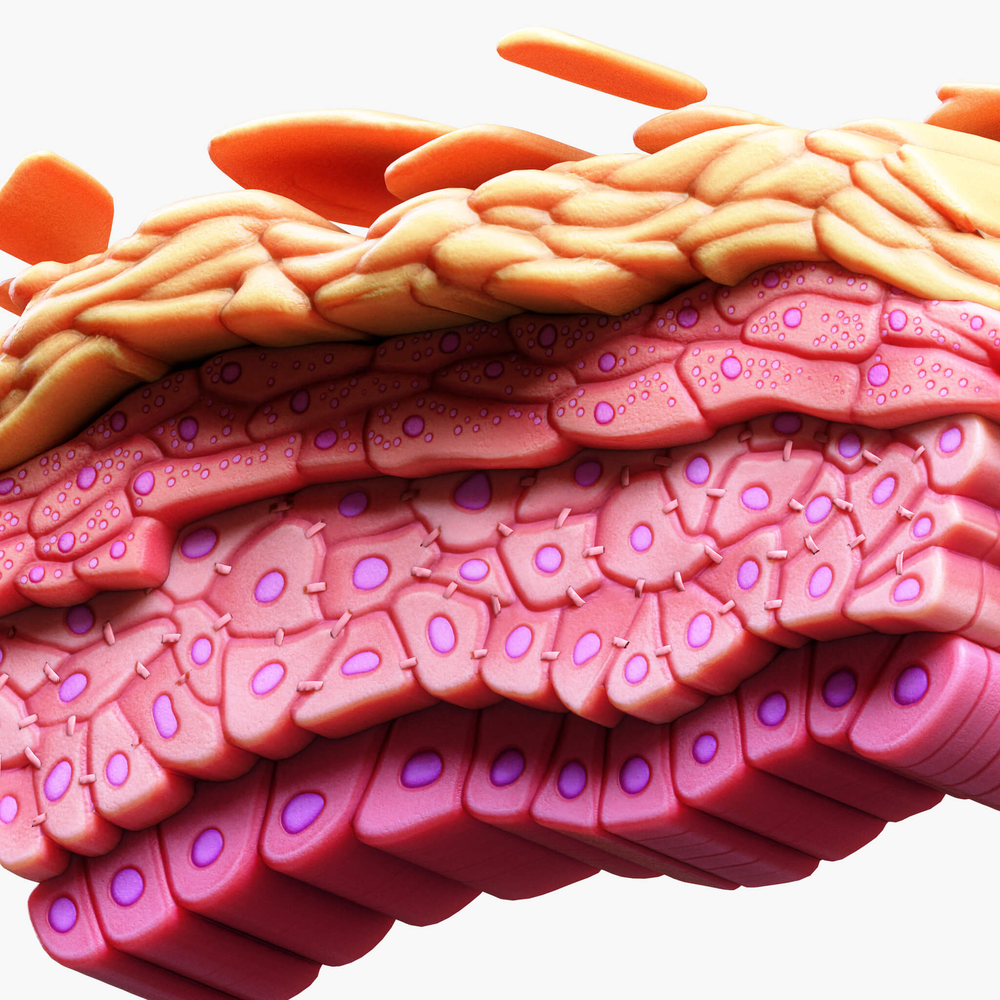Epidermis Cross Section Anatomy - 3D Model by zames1992d