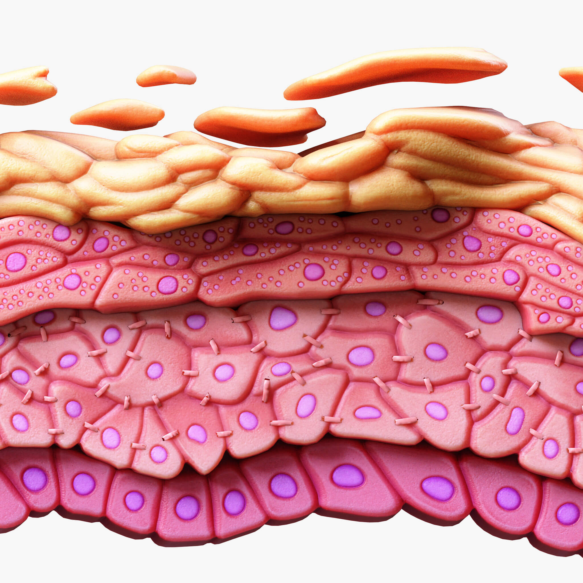 Epidermis Cross Section Anatomy - 3D Model by zames1992d
