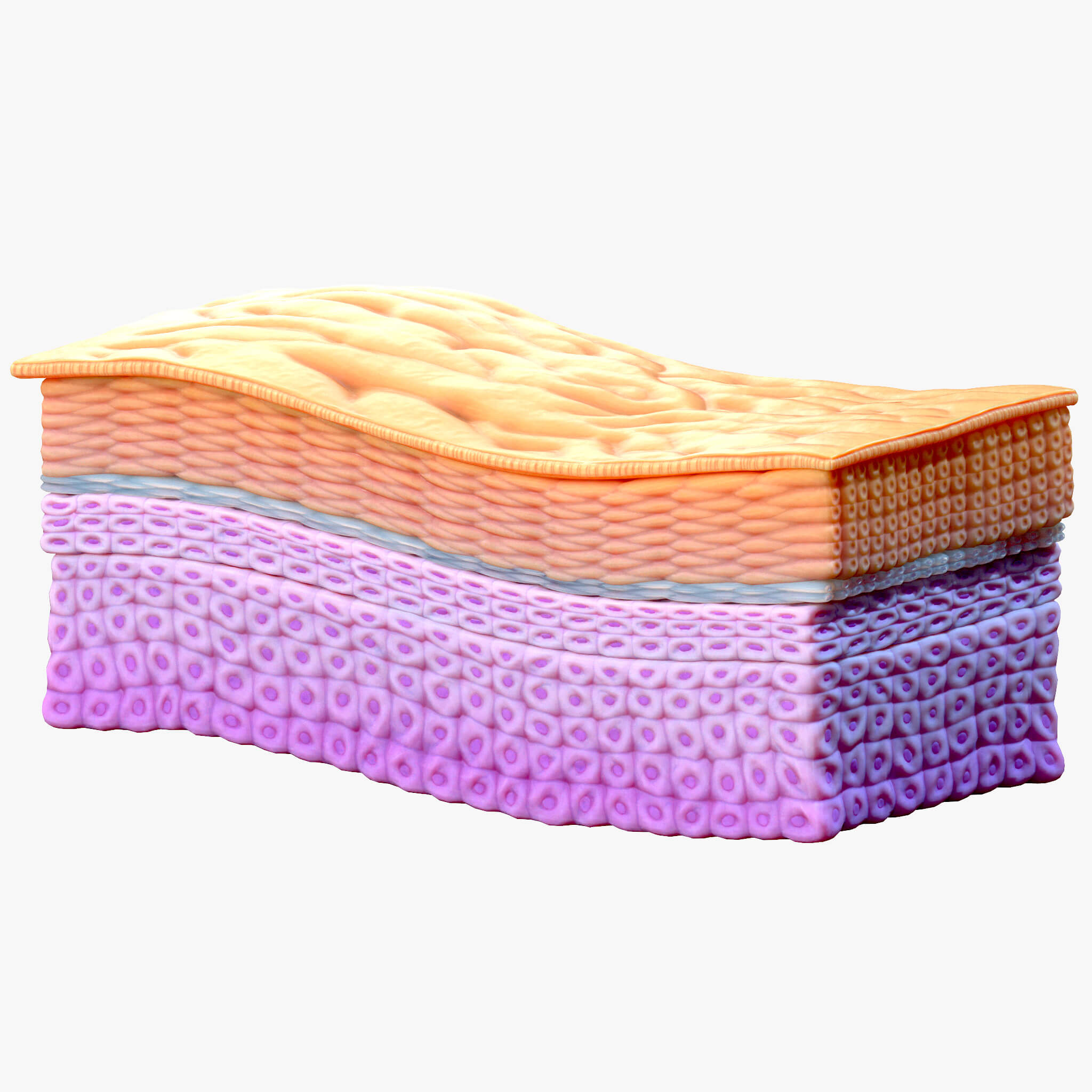Epidermis Cross Section - 3D Model by zames1992d