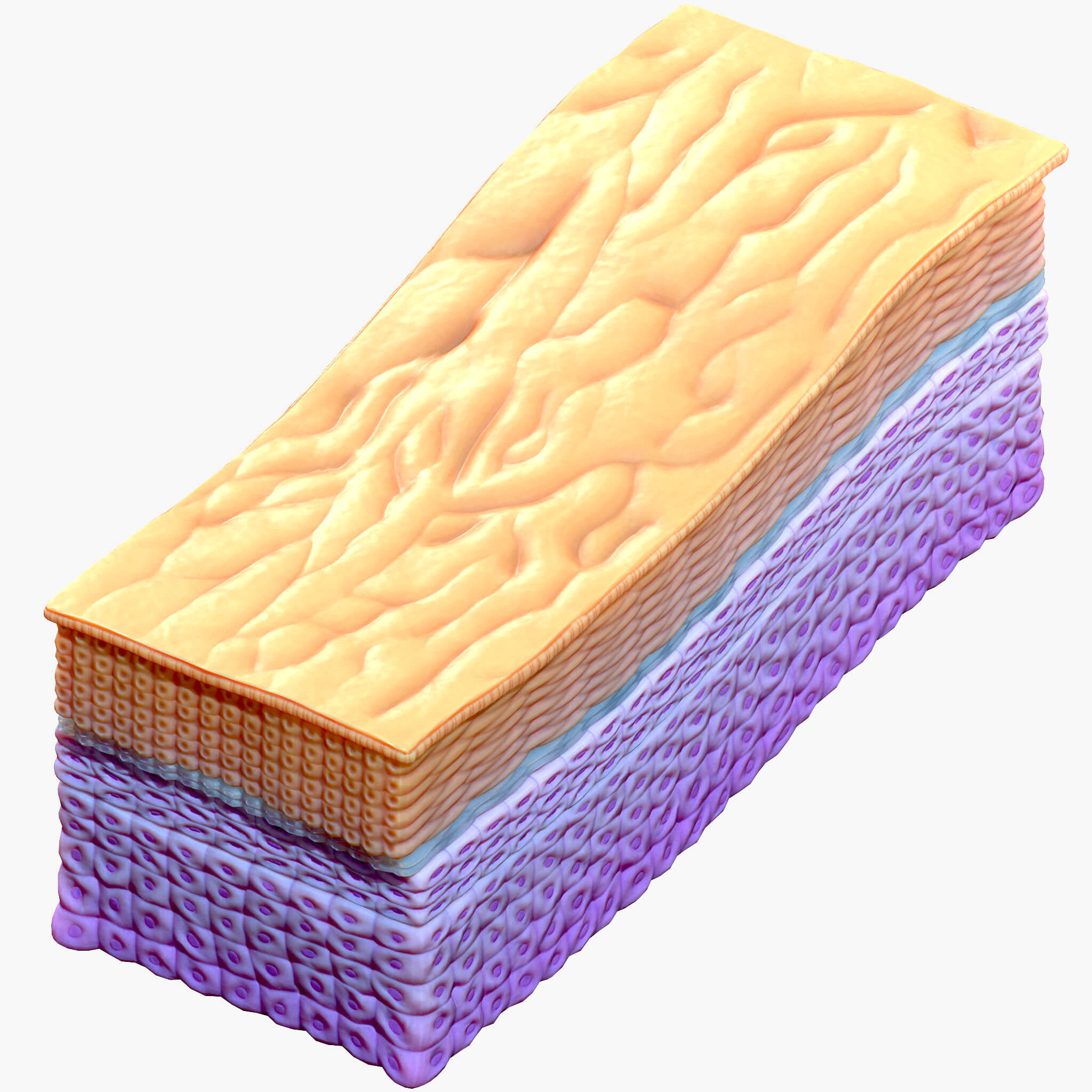 Epidermis Cross Section - 3D Model by zames1992d