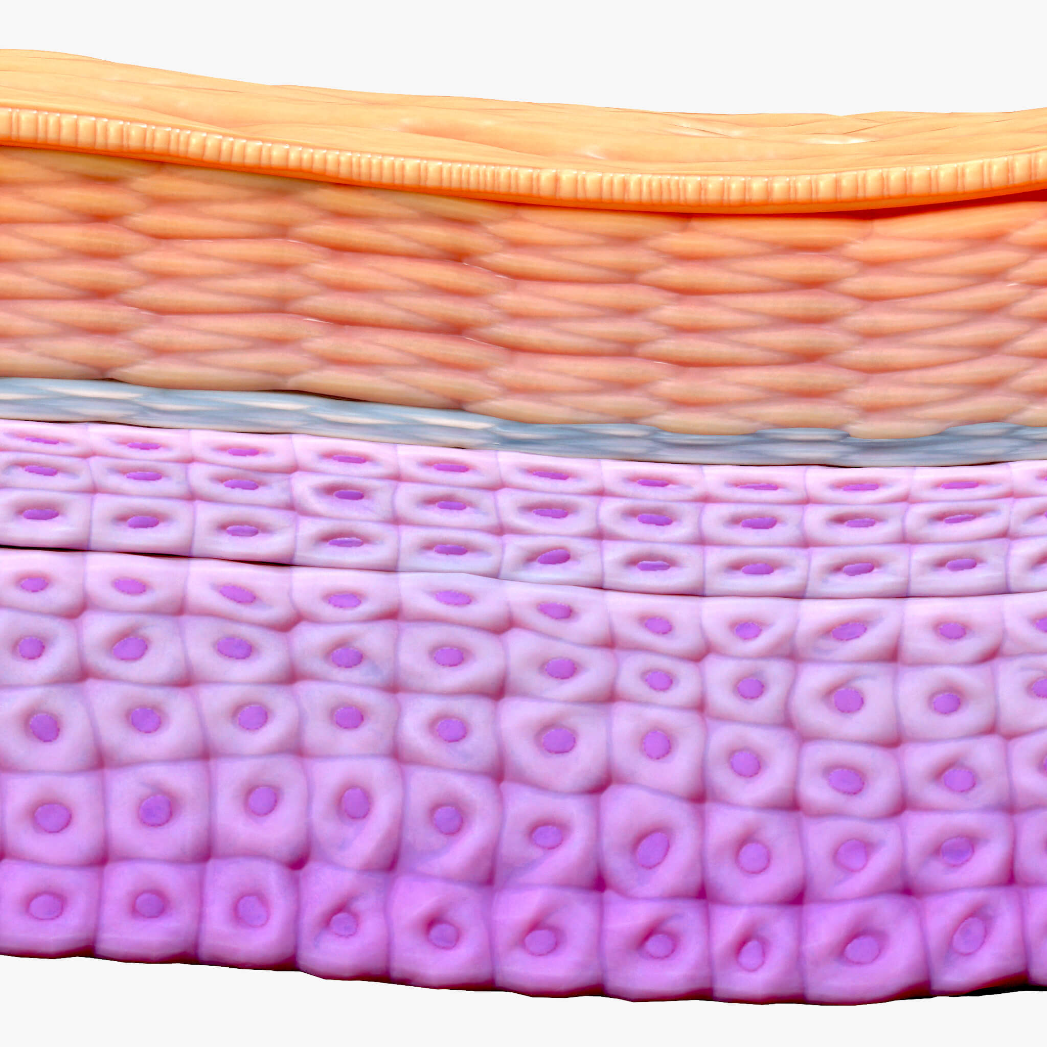 Epidermis Cross Section - 3D Model by zames1992d
