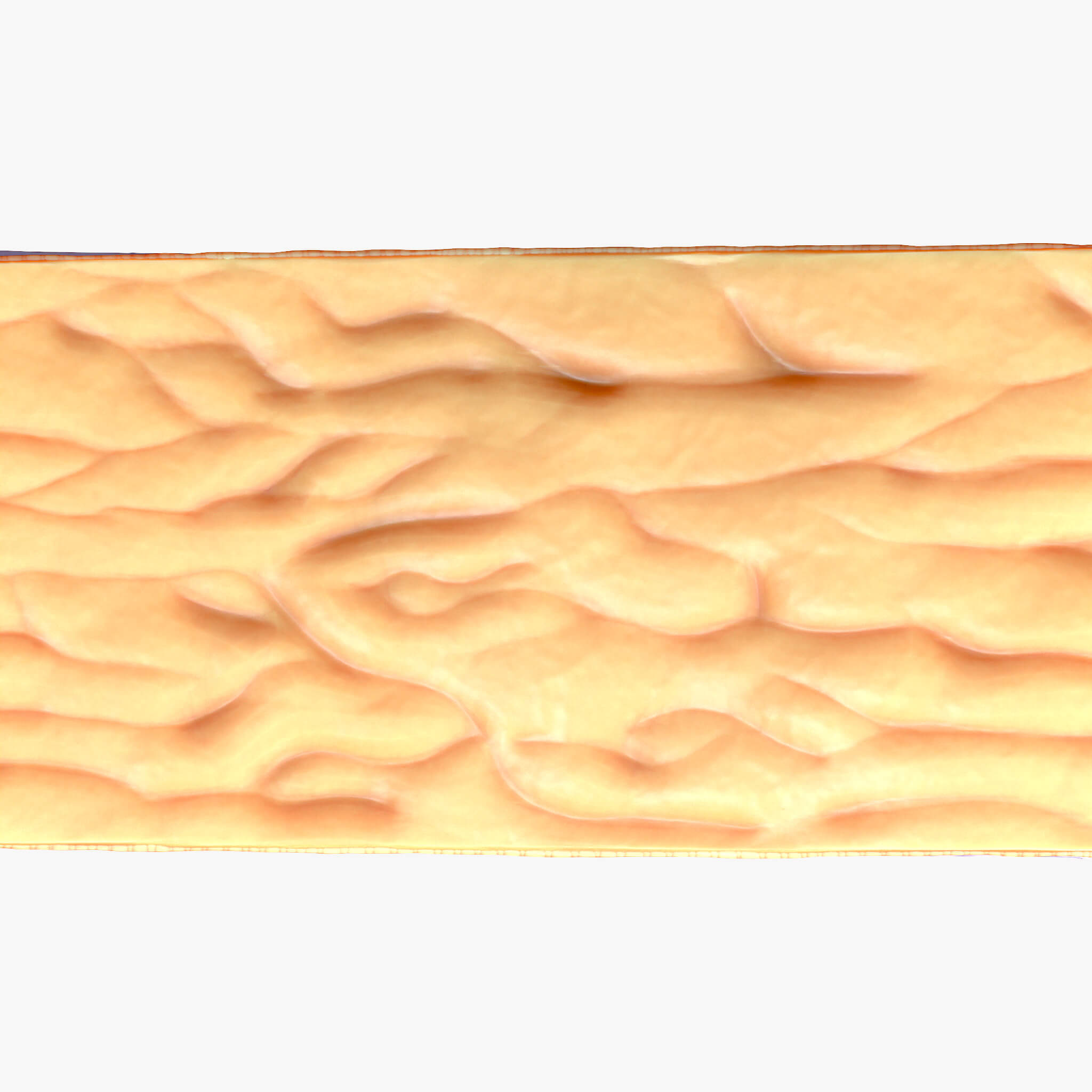 Epidermis Cross Section - 3D Model by zames1992d