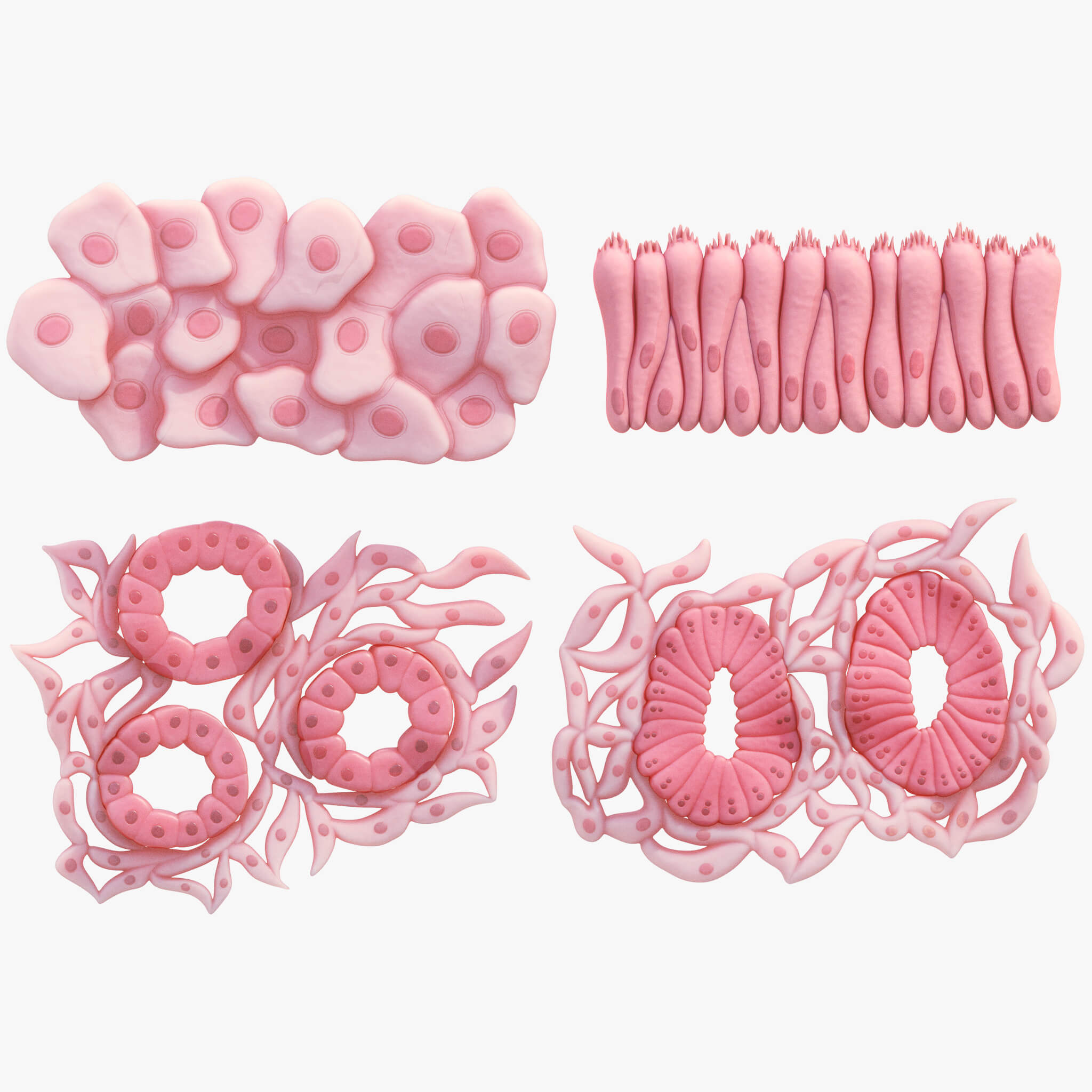 Epithelial Tissues - 3D Model by zames1992d