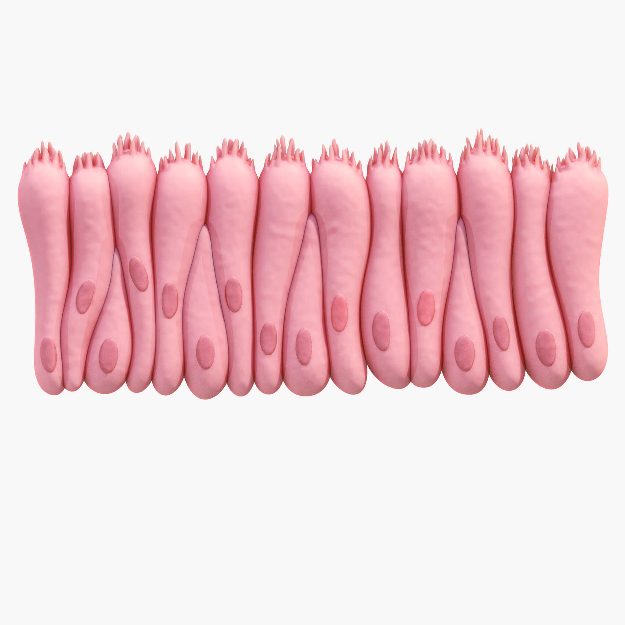 Epithelial Tissues - 3D Model by zames1992d