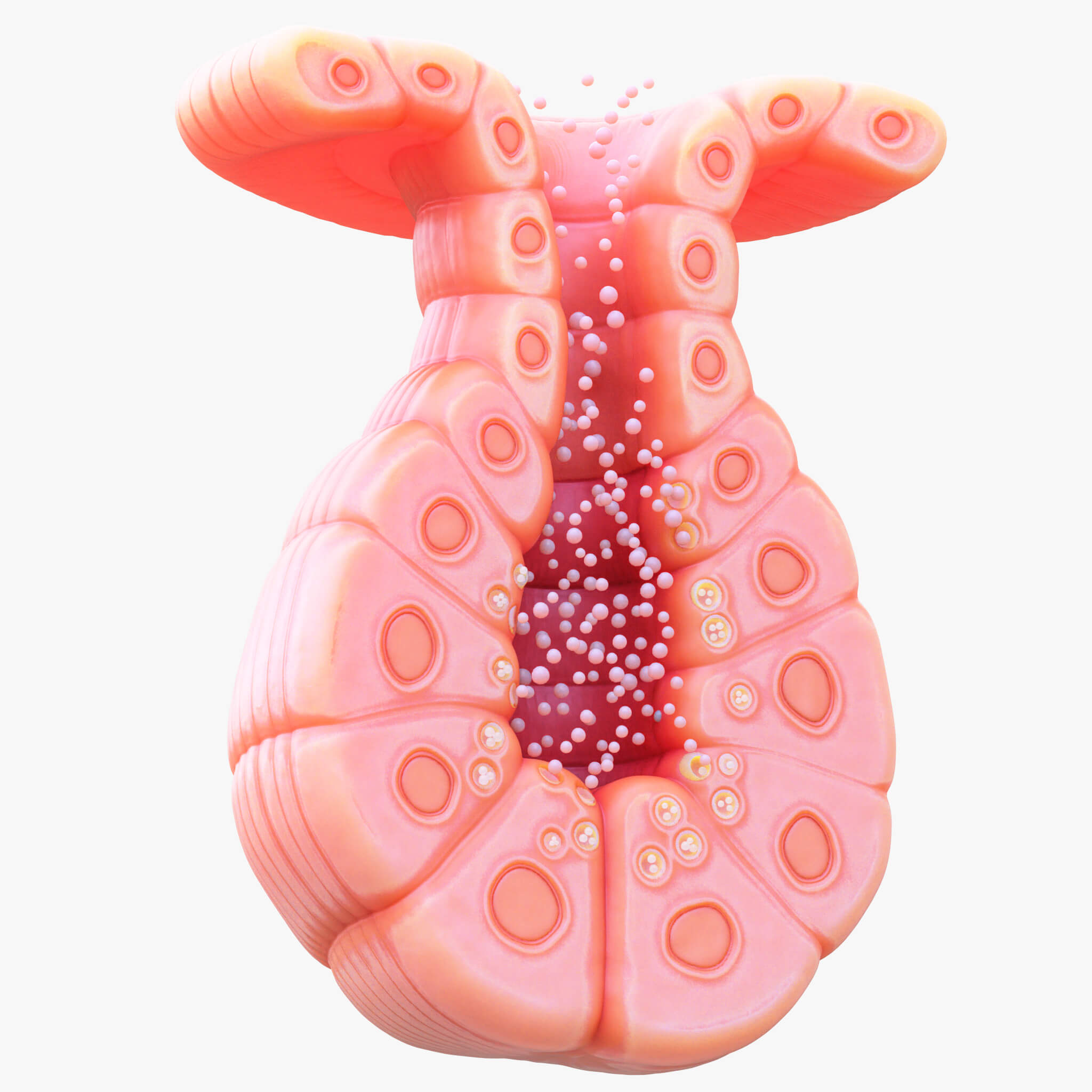 Exocrine Gland - 3D Model by zames1992d