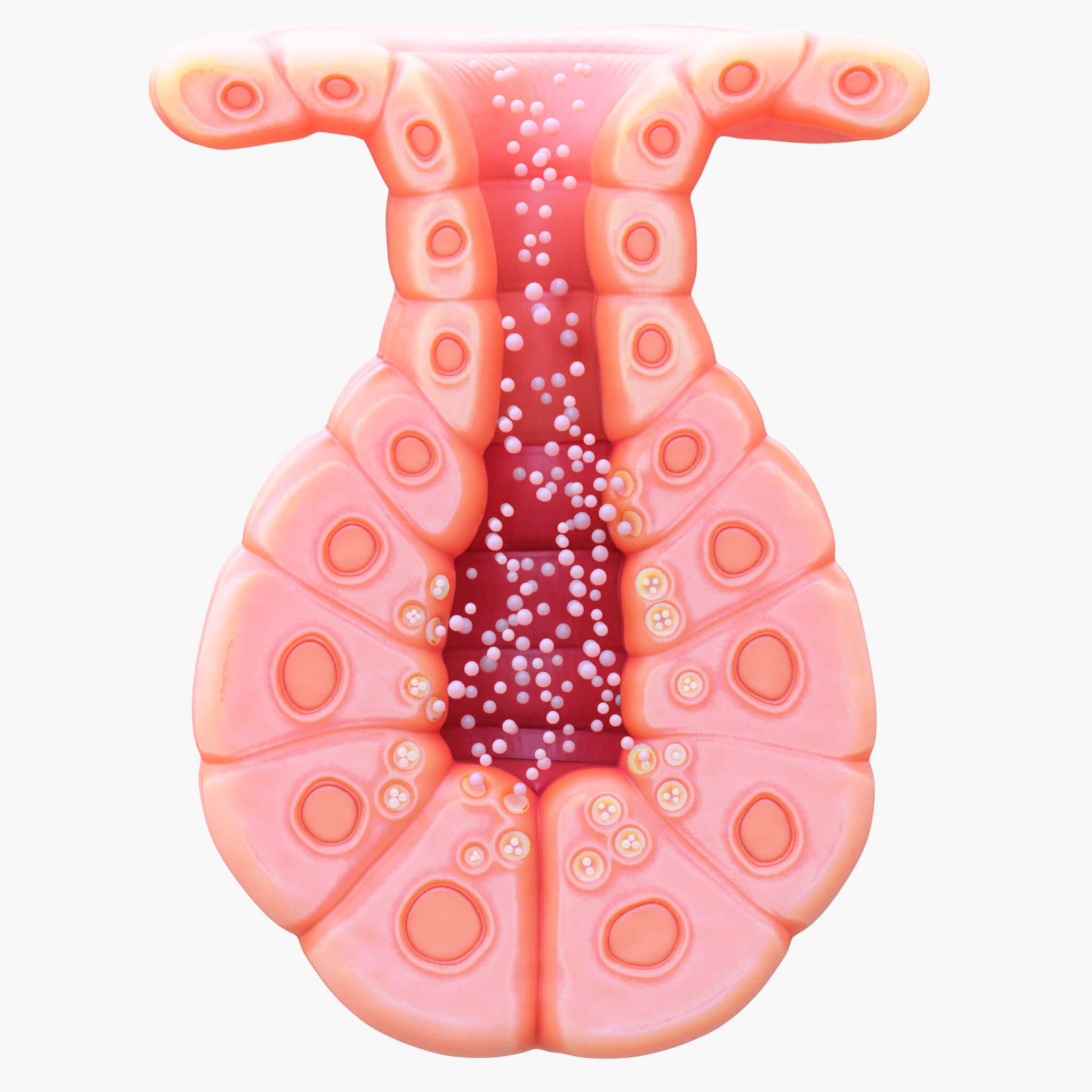 Exocrine Gland - 3D Model by zames1992d