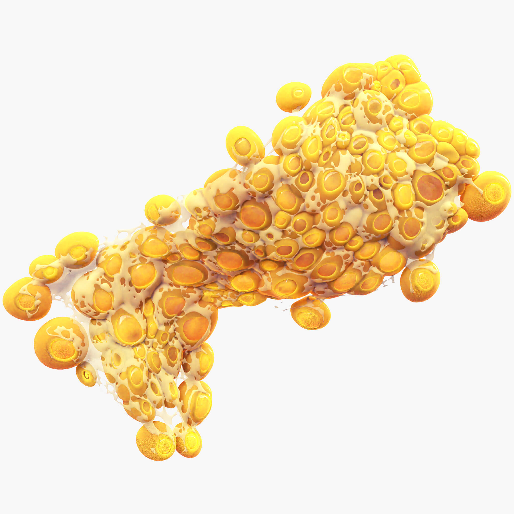 Fat Cell Anatomy - 3D Model by zames1992d